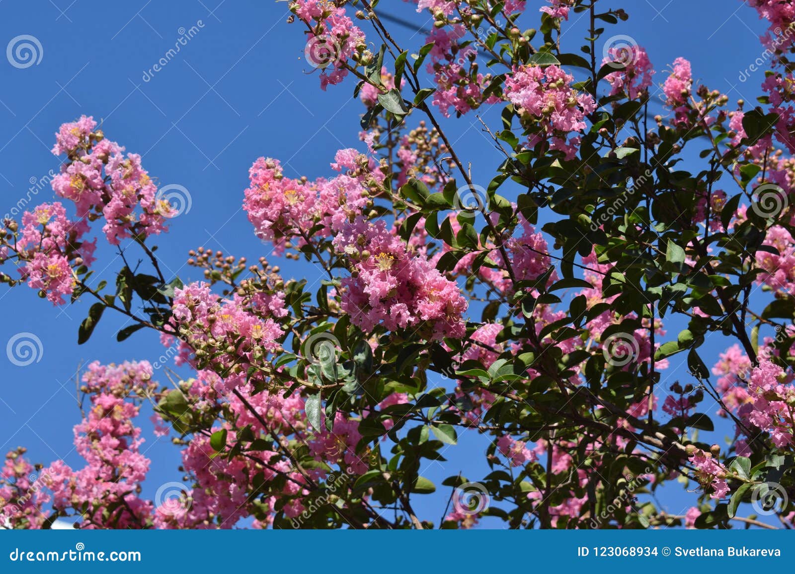 Pink Fluffy Flowers are Hanging in Clusters on a High Bush. Stock Photo ...