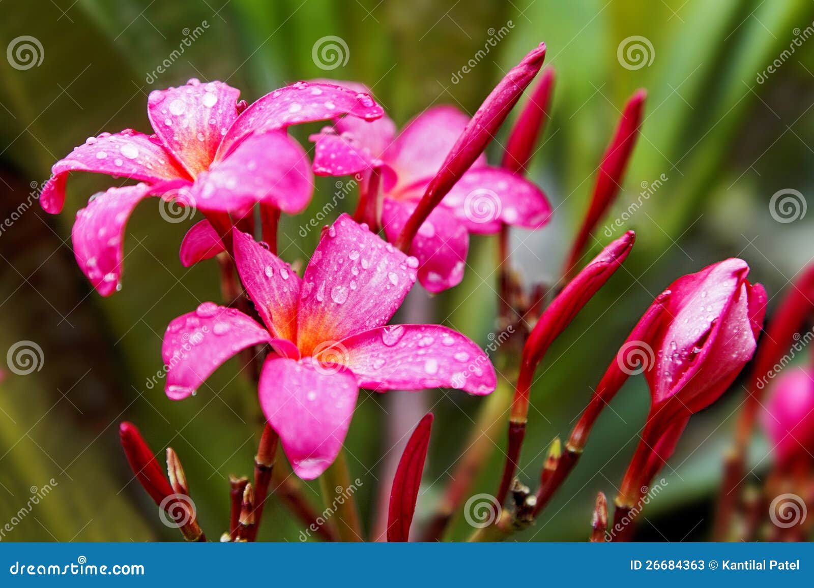Pink Fluted Hibiscus in the Monsoons Stock Image - Image of drops ...