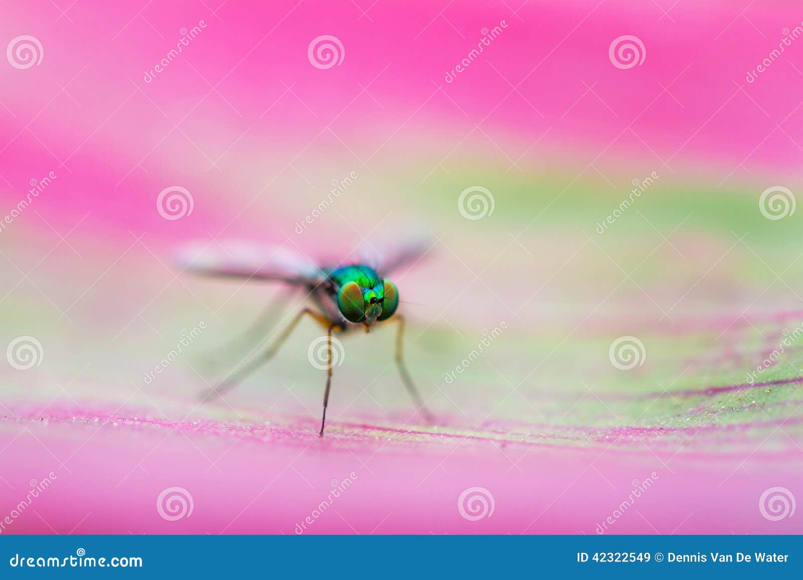 Pink fly stock image. Image of wildlife, background, pest - 42322549