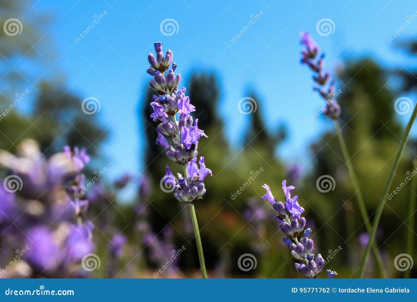 Pink focused flower stock photo. Image of gardening, focused - 95771762