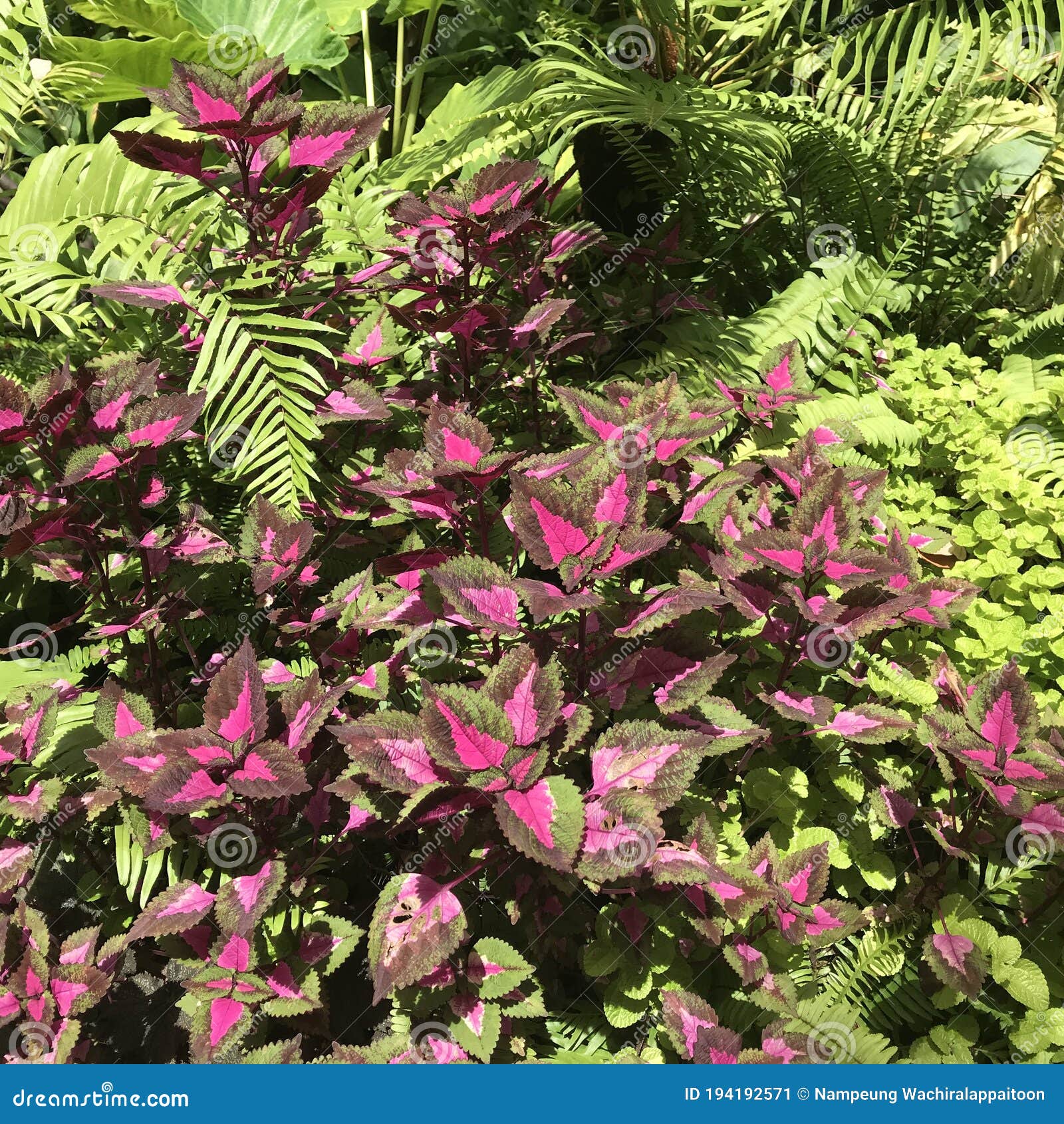 Pink foliage stock image. Image of foliage, hrubs, ferns - 194192571