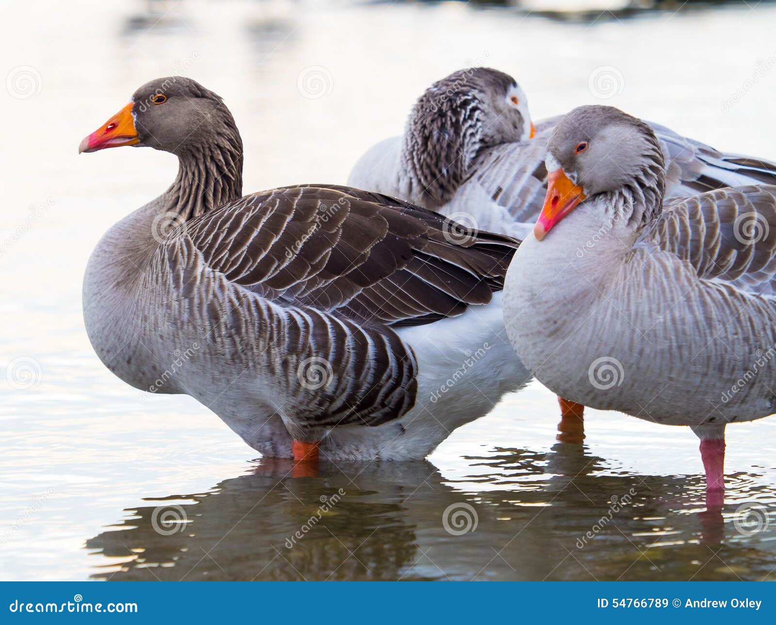 Pink footed geese stock image. Image of birds, birdwatching - 54766789