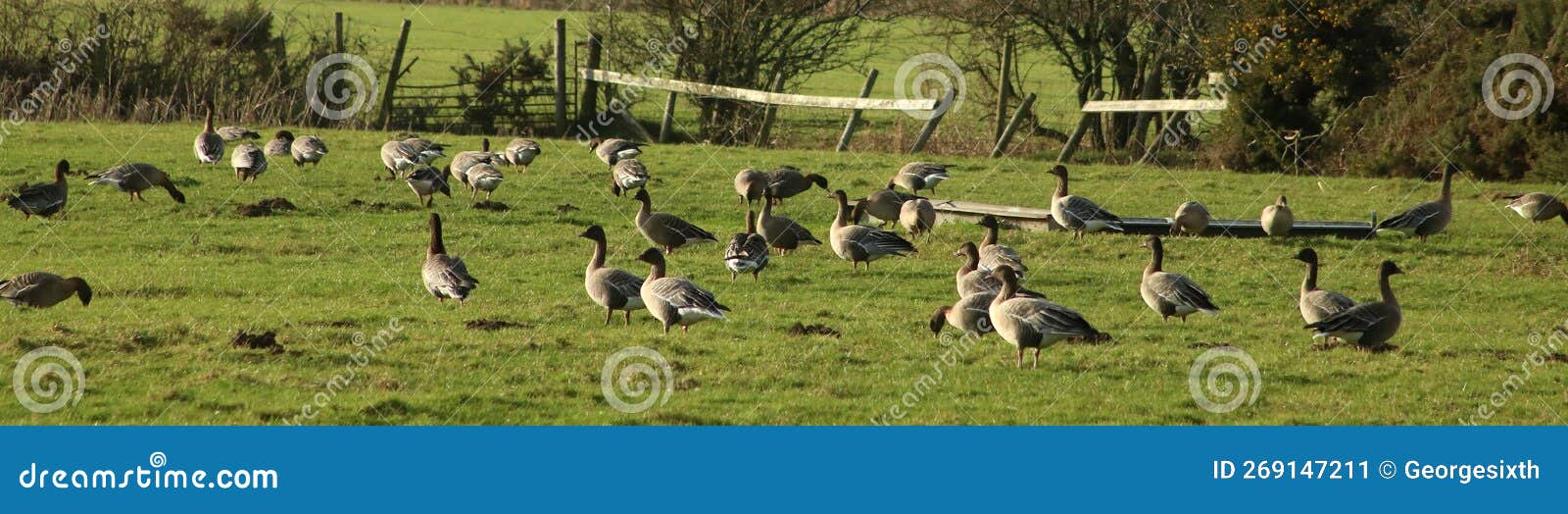 Pink-footed Geese on Ground in Field in Winter Stock Image - Image of ...
