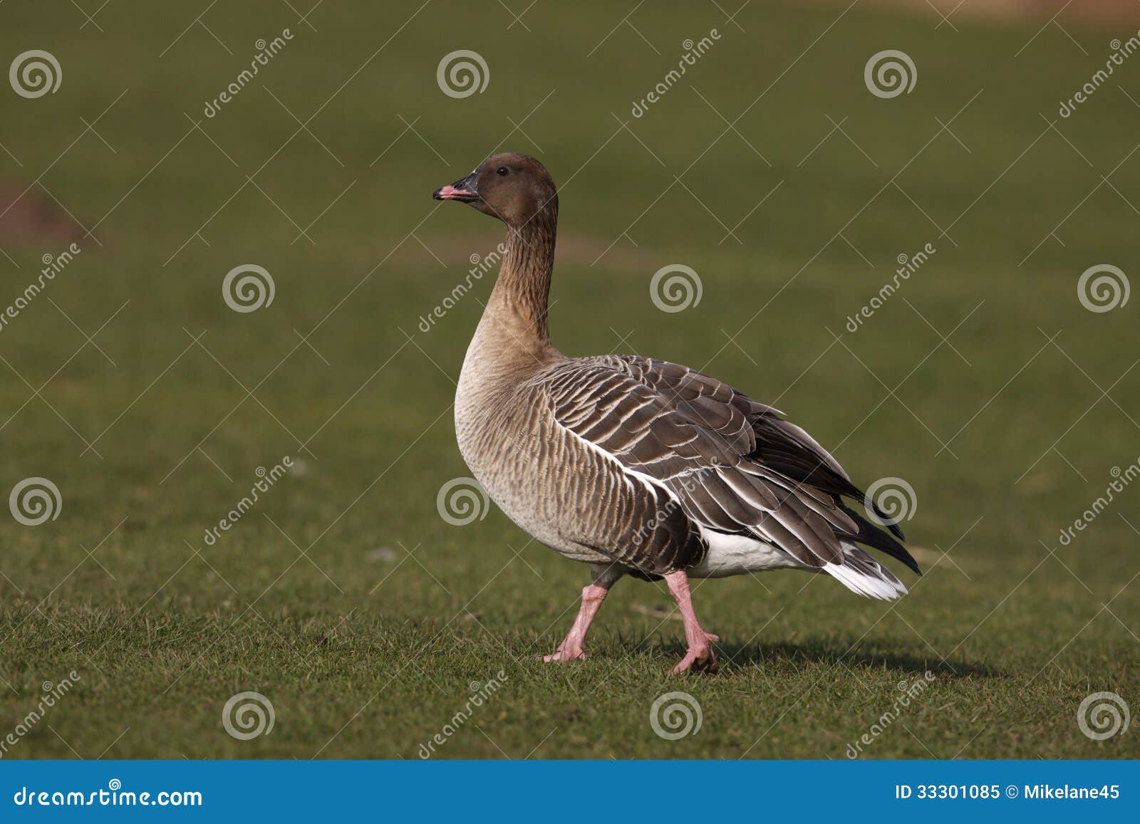 Pink-footed Goose, Anser Brachyrhynchus Stock Image - Image of ...