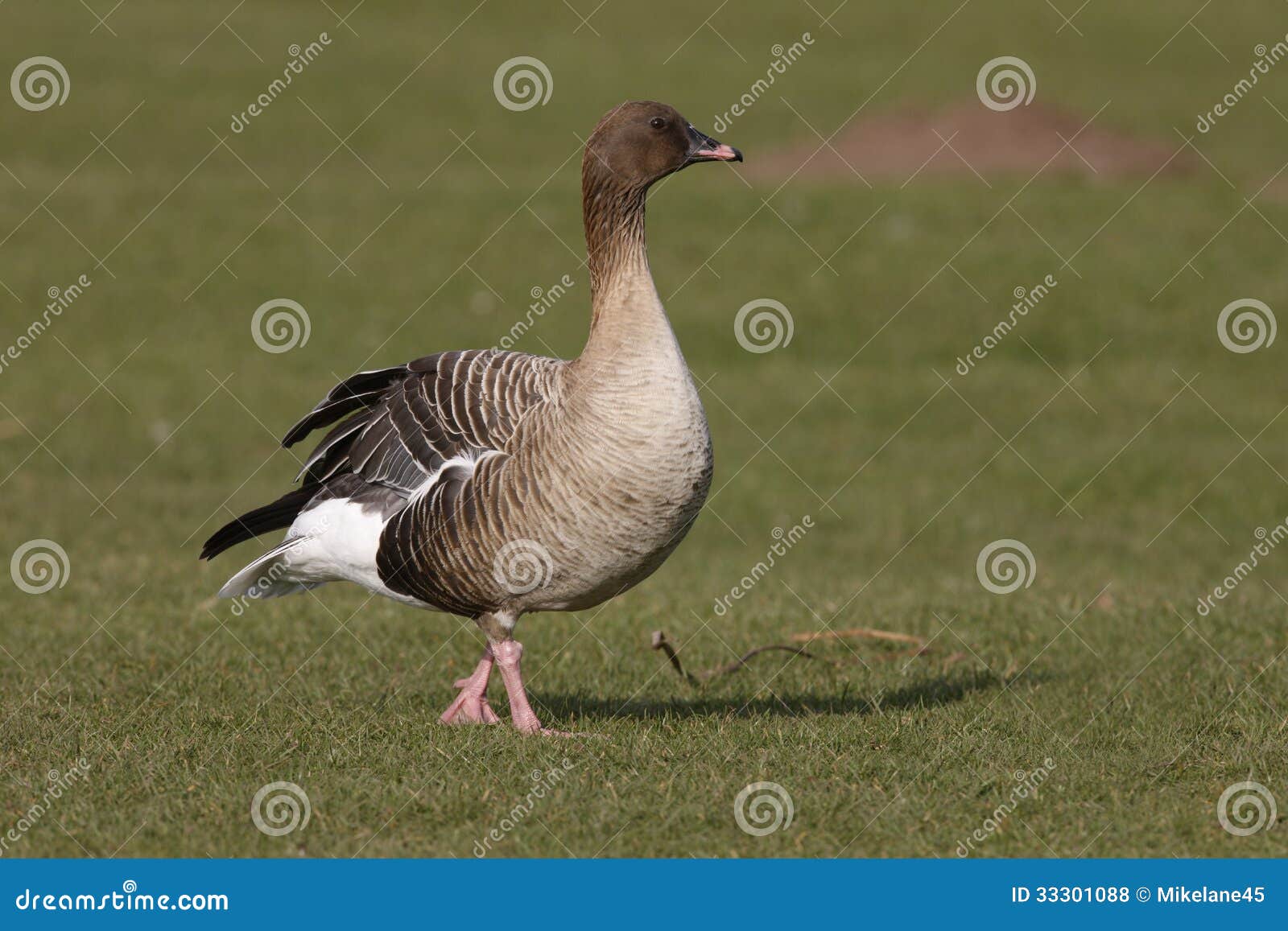 Pink-footed Goose, Anser Brachyrhynchus Stock Photo - Image of goose ...