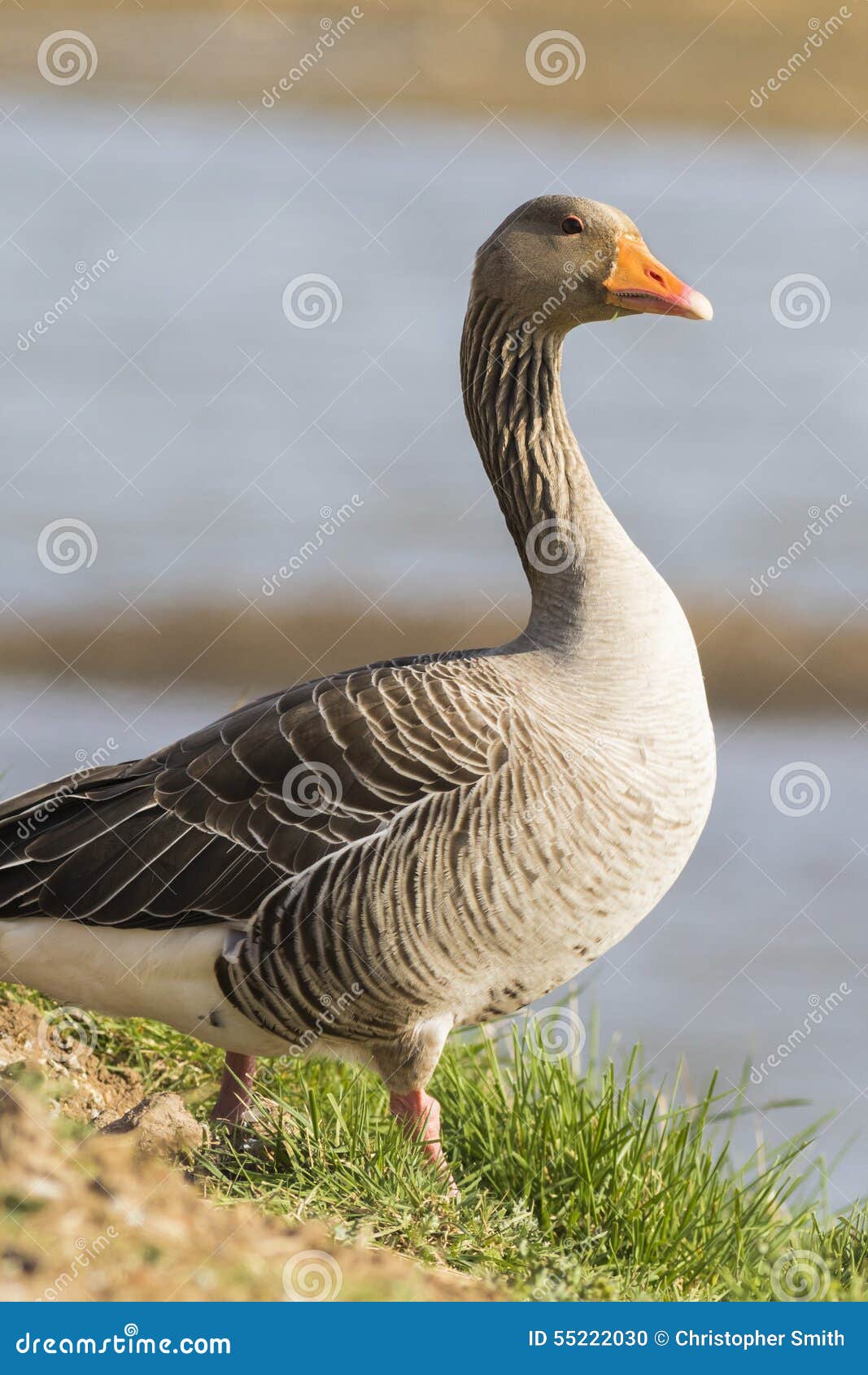 Pink footed Goose stock photo. Image of ornithology, water - 55222030