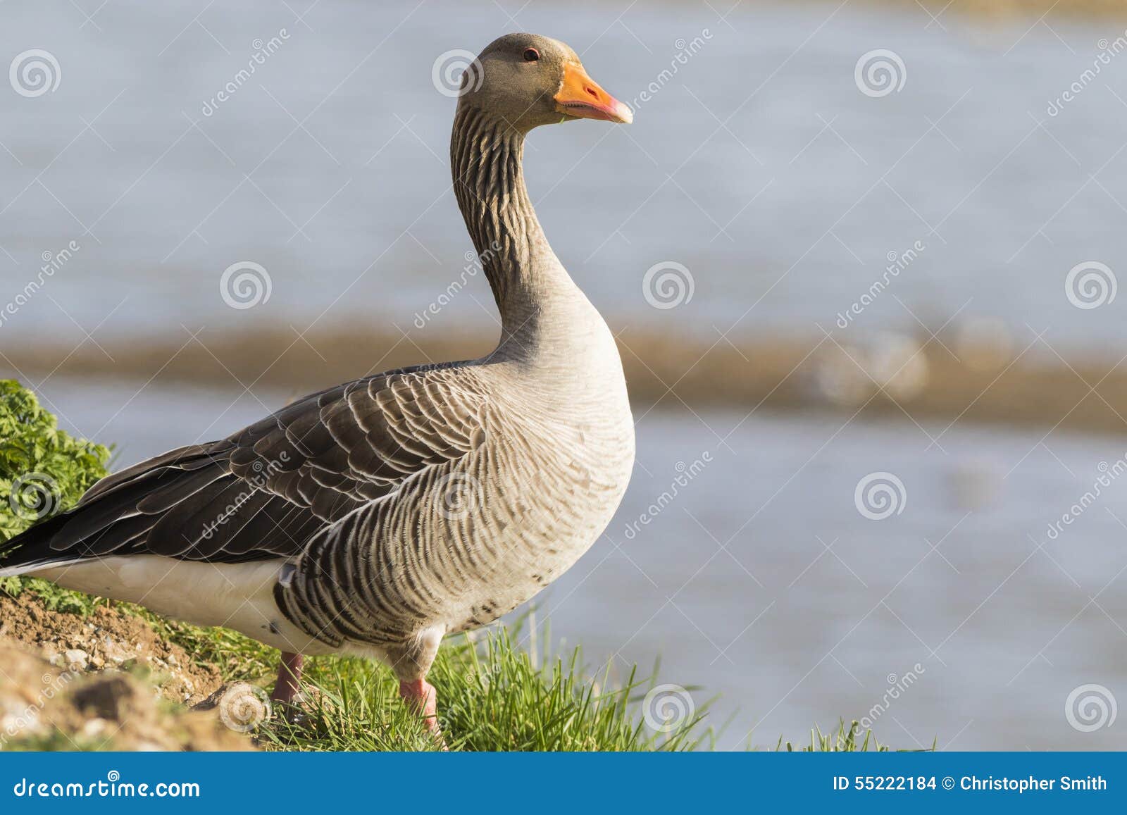 Pink footed Goose stock photo. Image of natural, isola - 55222184