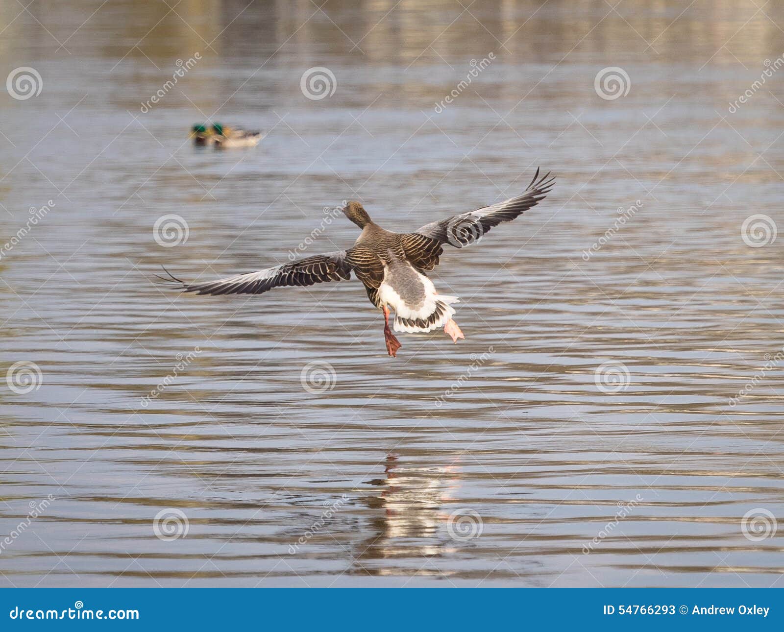 Pink Footed Goose in Flight Stock Image - Image of mudflats, bird: 54766293