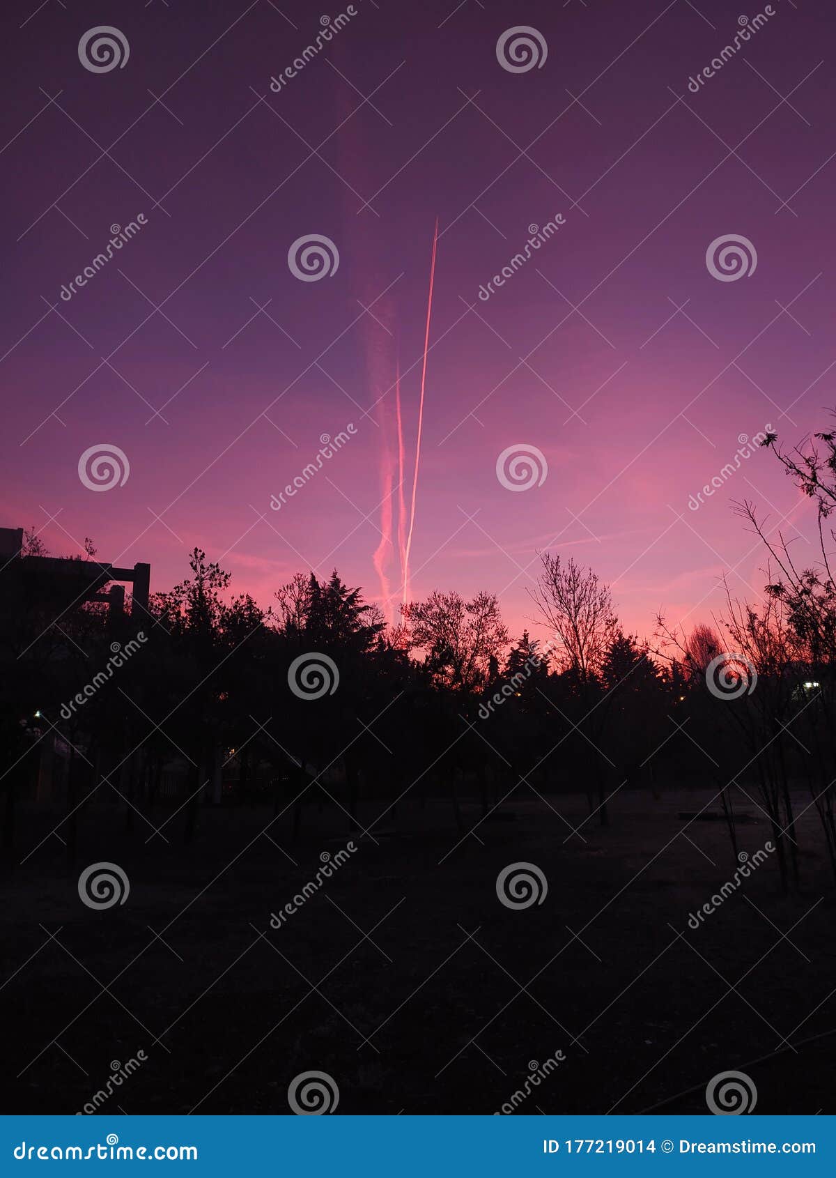 Pink Forest and Sky in Turkey Ankara Stock Photo - Image of ankara ...