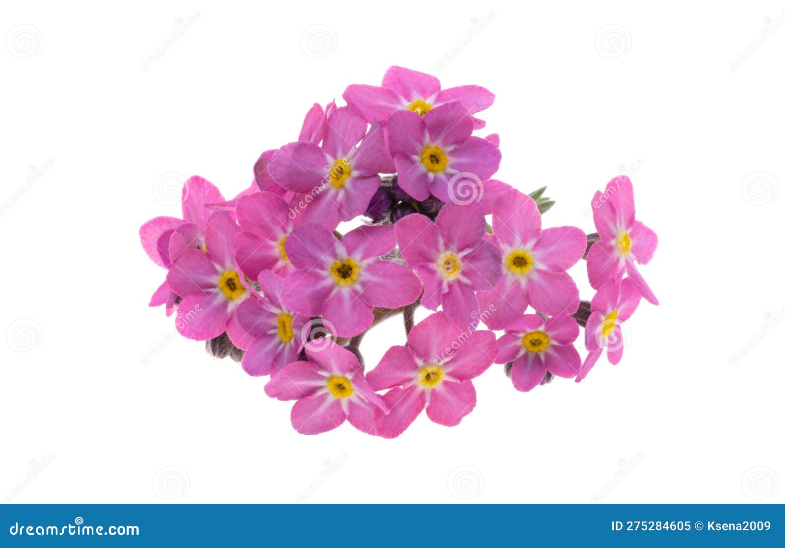 Pink Forget-me-not Isolated Stock Image - Image of pink, plant: 275284605