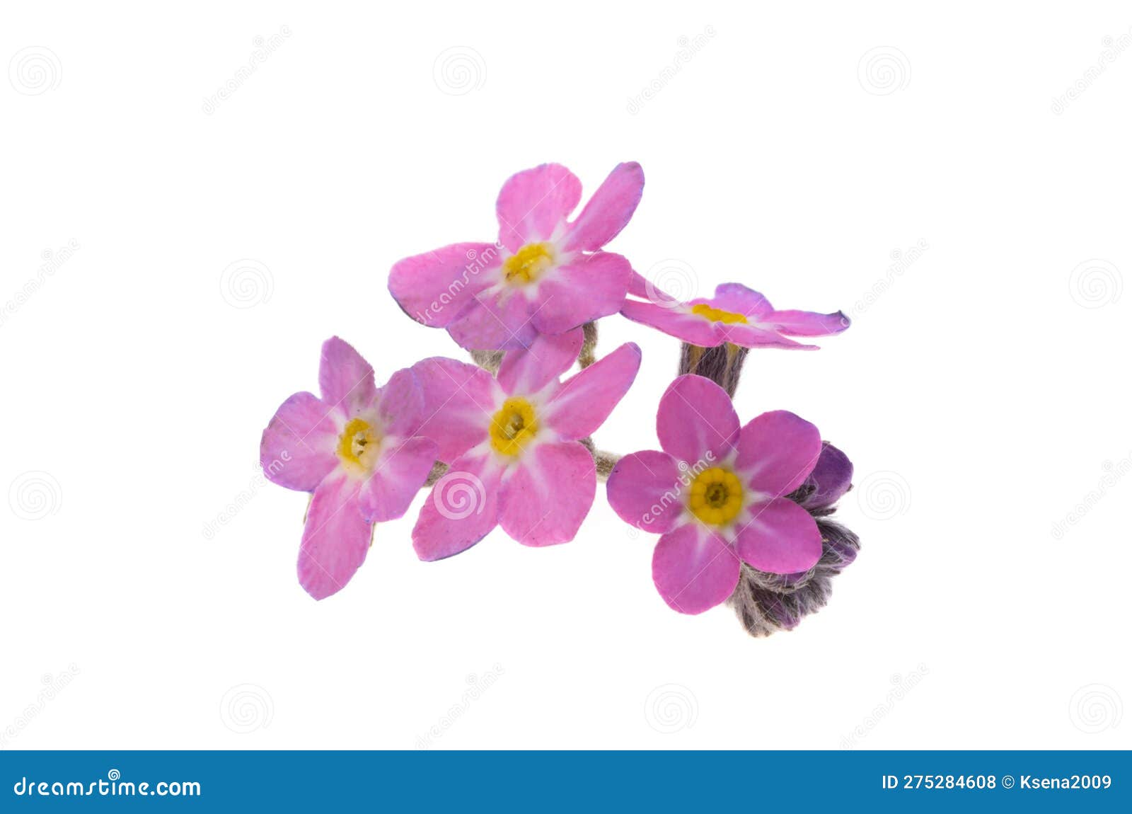 Pink Forget-me-not Isolated Stock Photo - Image of tender, blossom ...