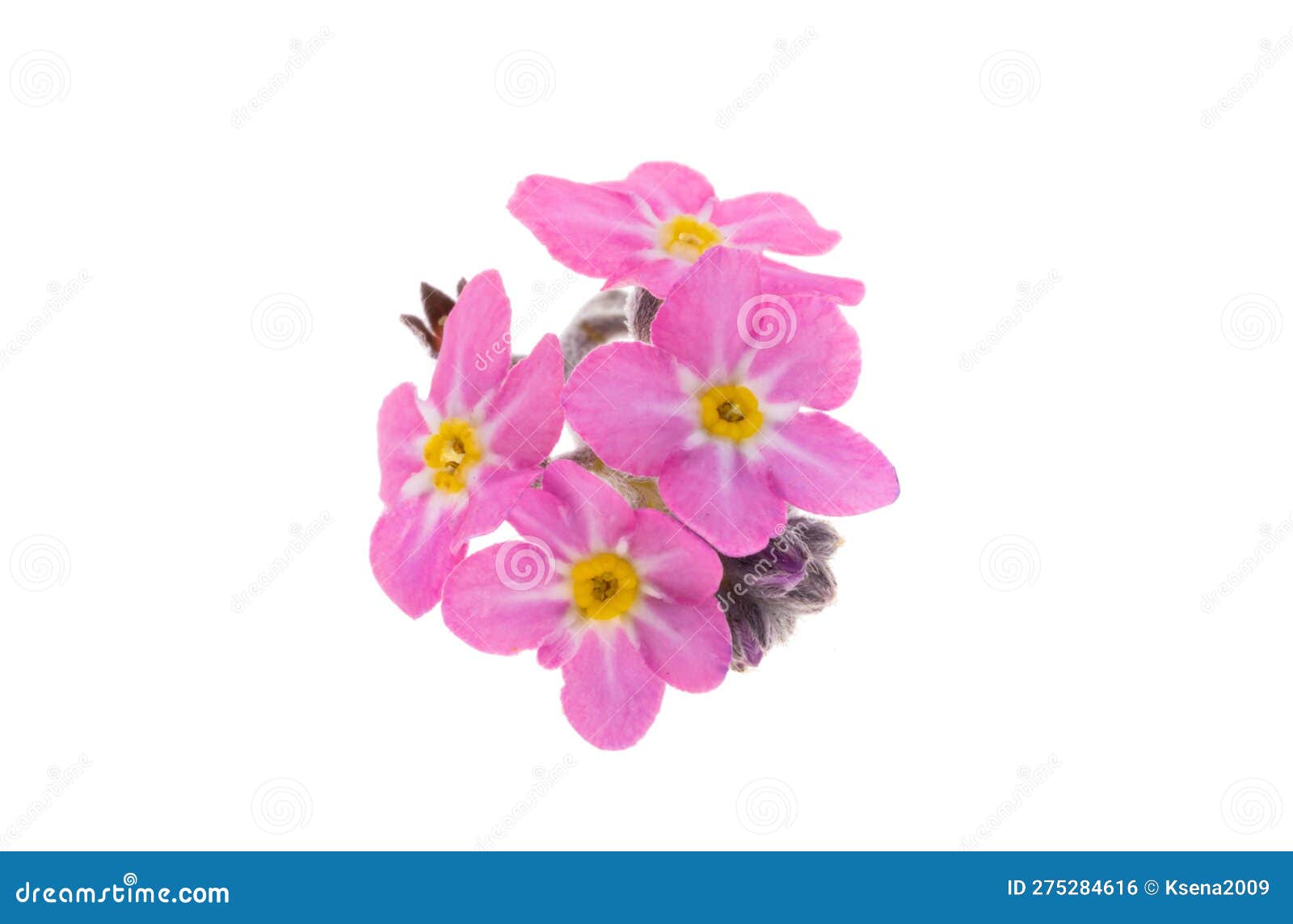Pink Forget-me-not Isolated Stock Photo - Image of natural, botanical ...