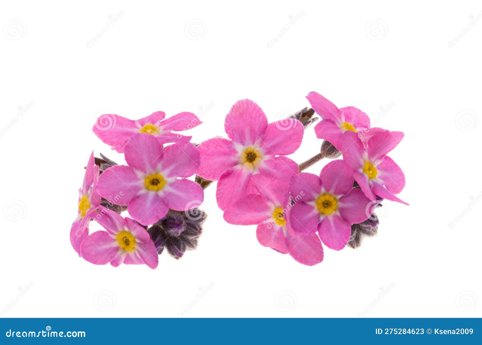 Pink Forget-me-not Isolated Stock Image - Image of blossom, white ...