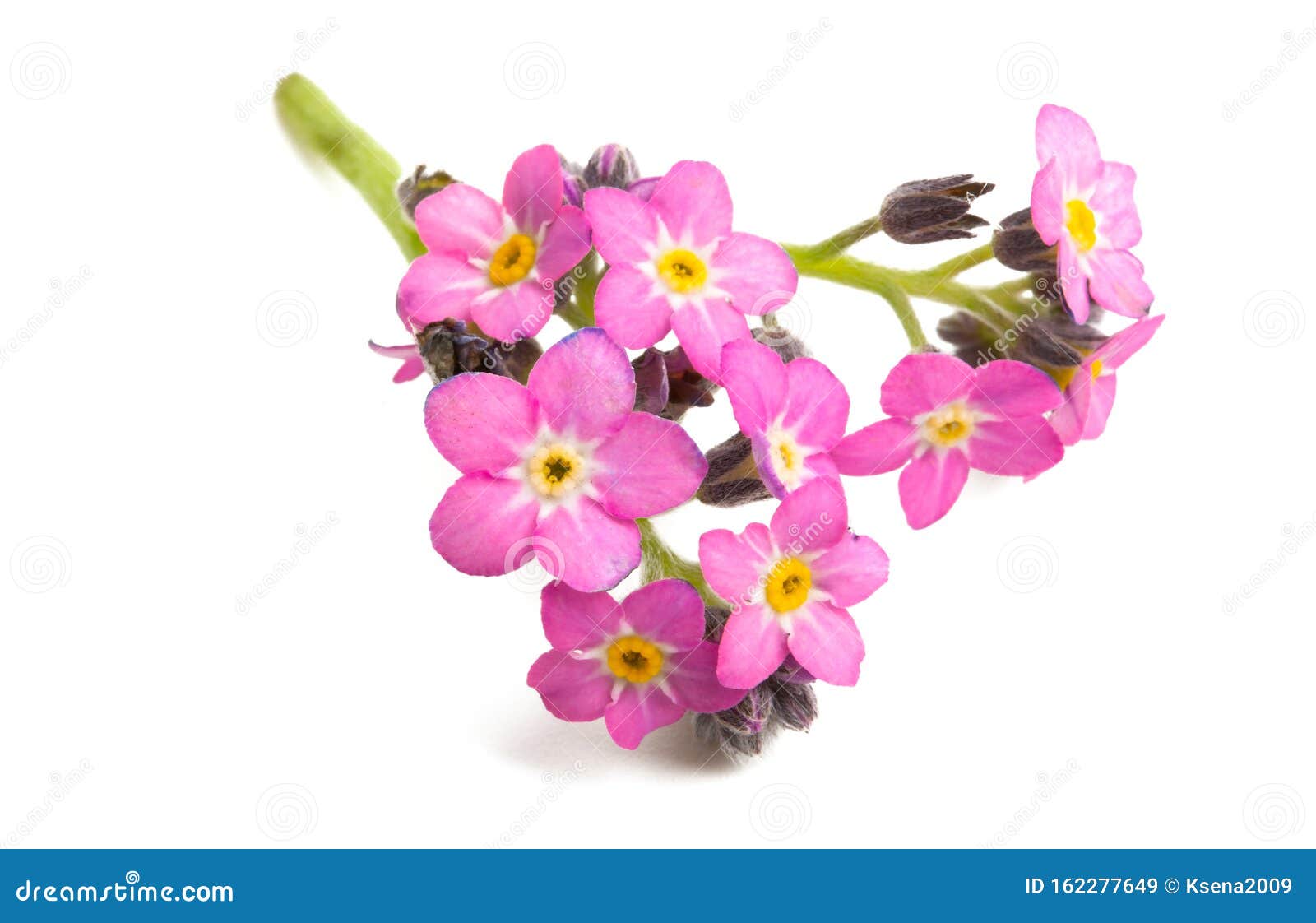 Pink Forget-me-nots Isolated Stock Image - Image of background, petal ...