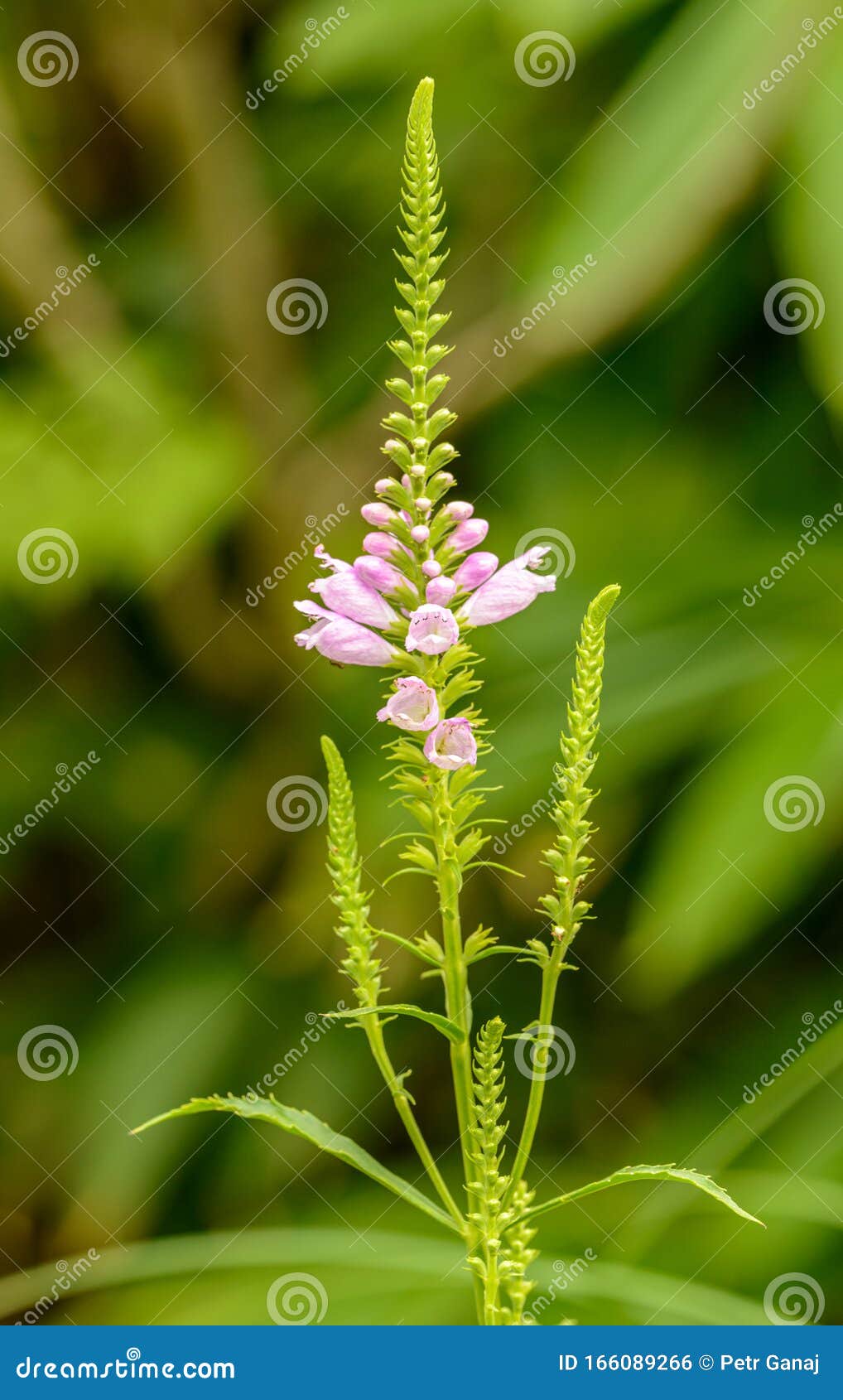 Pink Fox Tail Lily Flower Starting To Bloom Stock Photo - Image of ...
