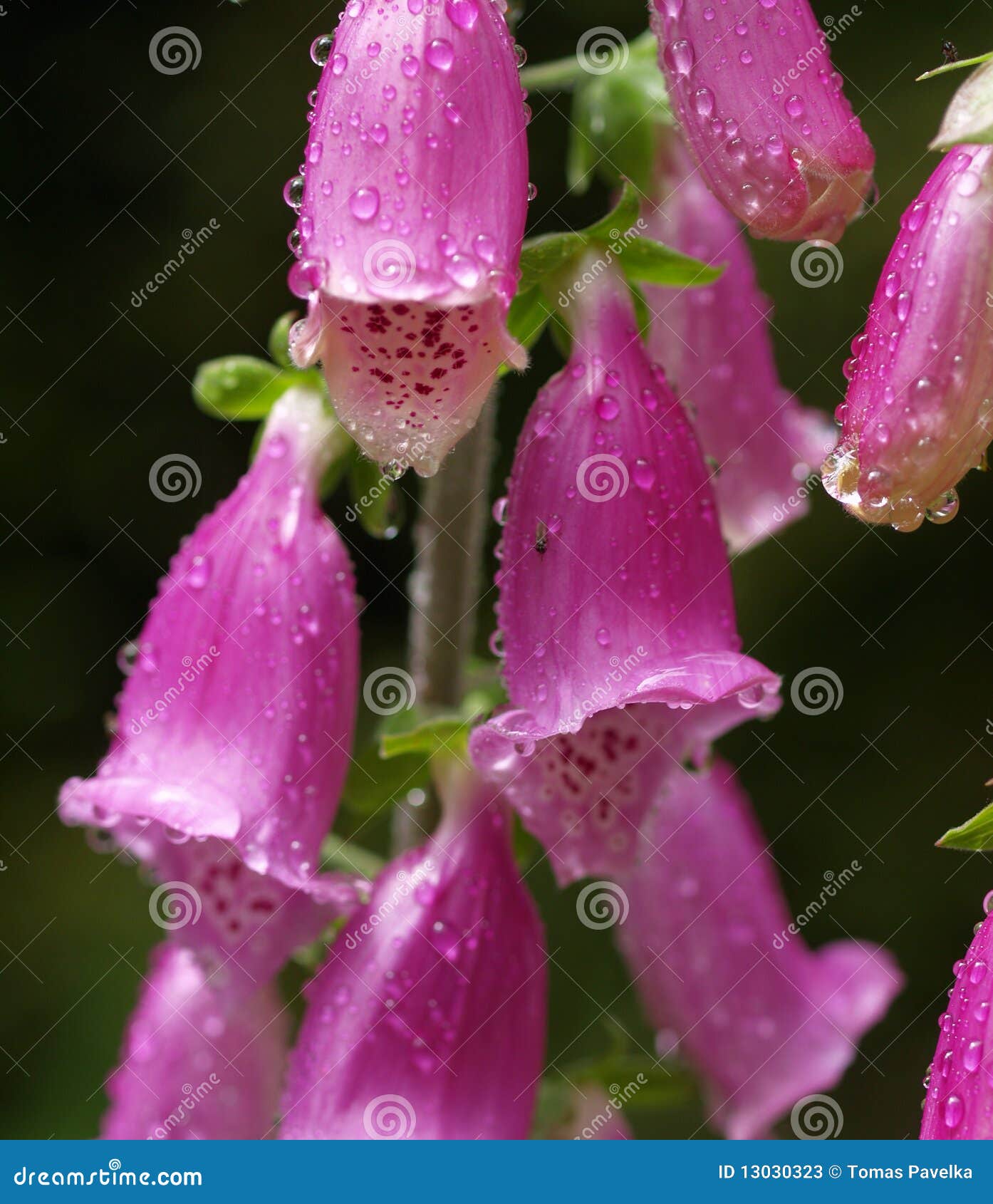 Pink foxglove stock image. Image of zealand, flower, nature - 13030323