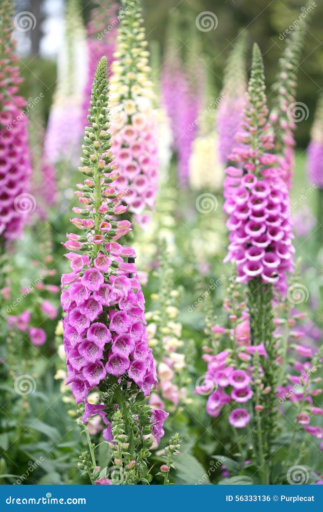 Pink foxglove stock photo. Image of summer, stem, foxglove - 56333136