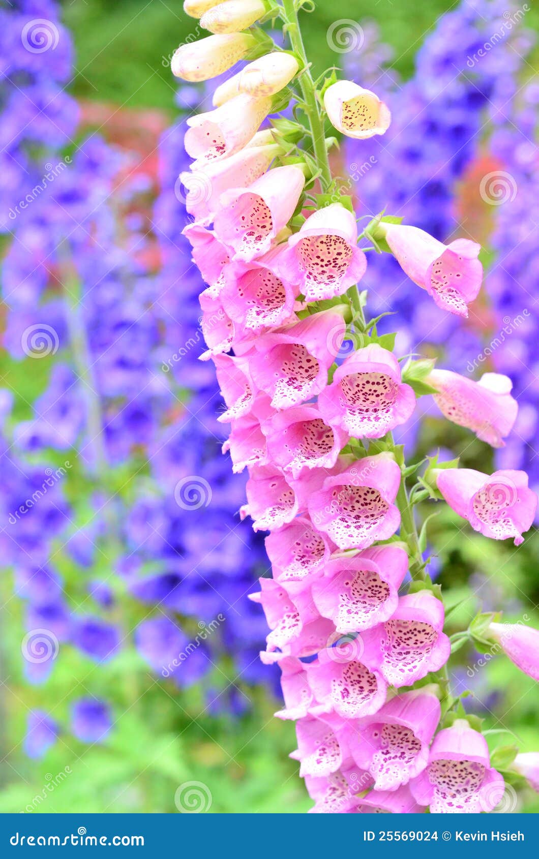 Pink foxglove flowers stock photo. Image of beautiful - 25569024