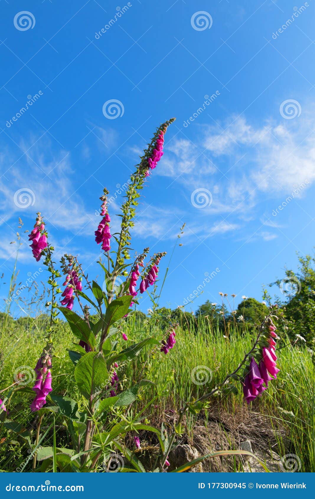 Pink Foxglove in nature stock image. Image of foxglove - 177300945