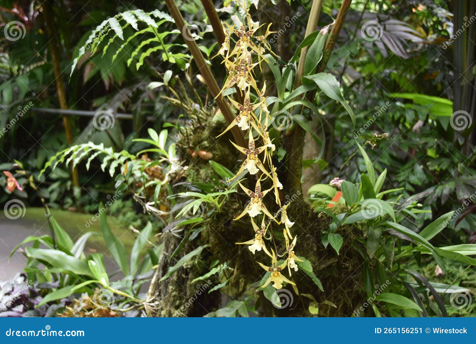 Pink, Fragile Blossom Flower on a Tree Stock Image - Image of floral ...