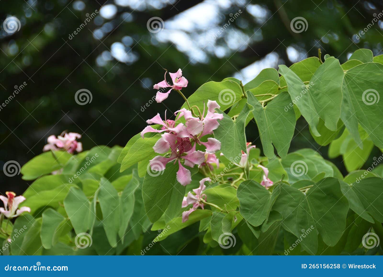 Pink, Fragile Blossom Flower on a Tree Stock Photo - Image of floral ...