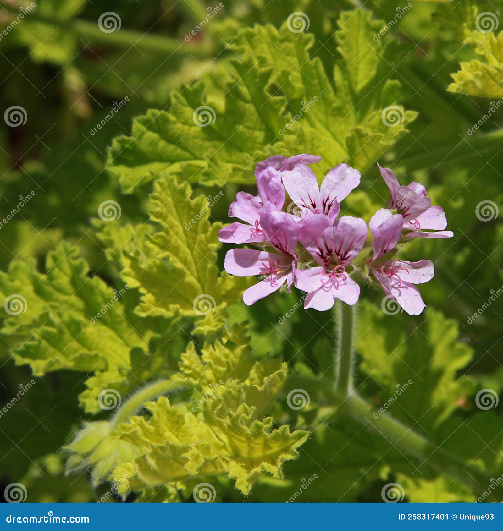 Pink Fragrant Geranium Flower Stock Image - Image of nature, close ...