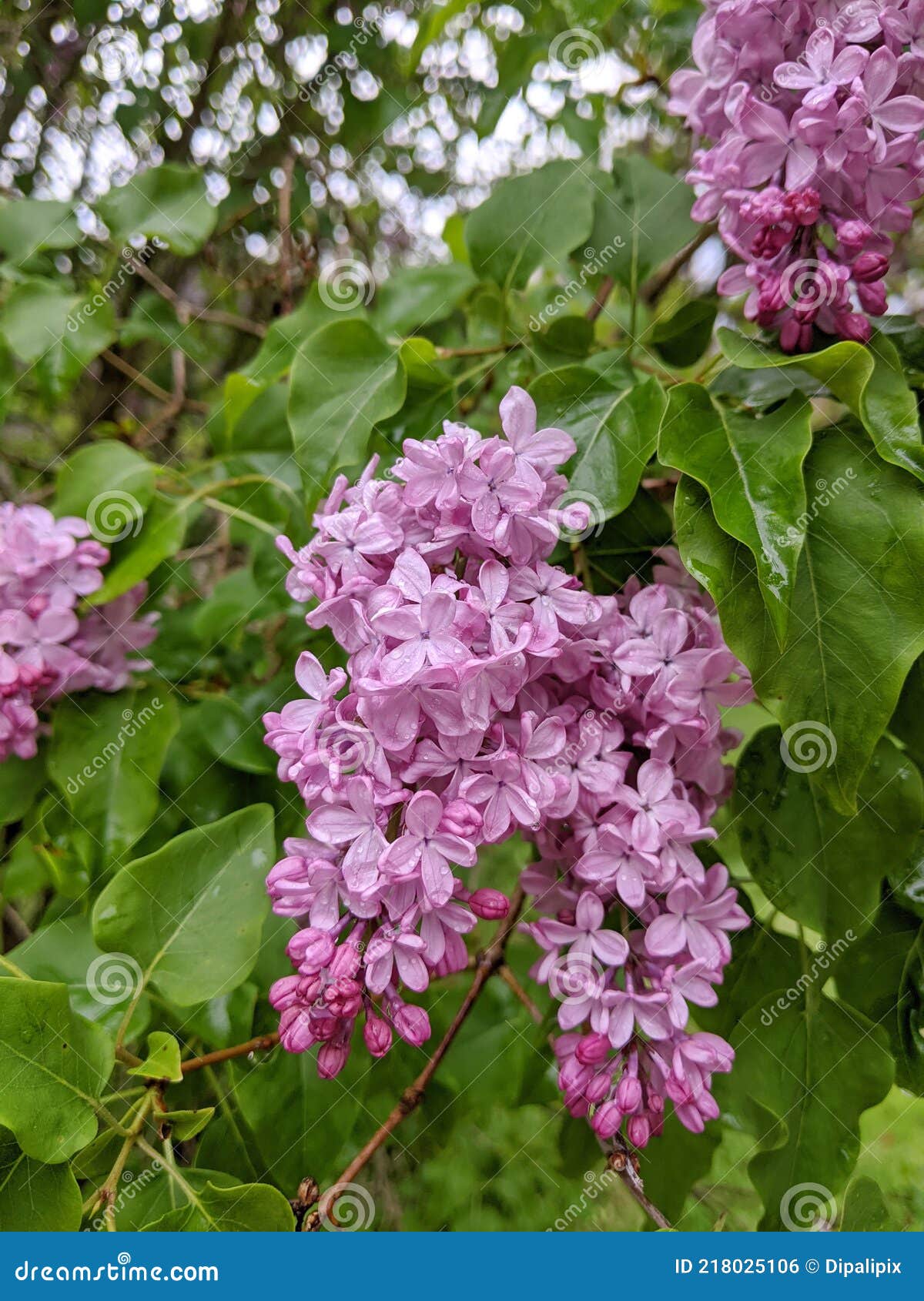 Pink Fragrant Lilac Flowers Stock Photo - Image of nature, bush: 218025106