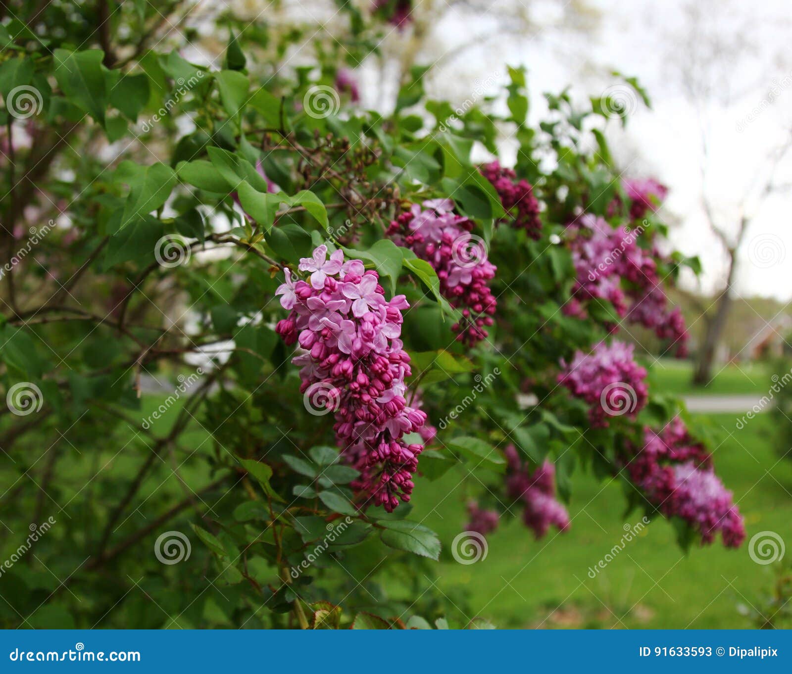 Pink fragrant Lilacs stock image. Image of beauty, violet - 91633593