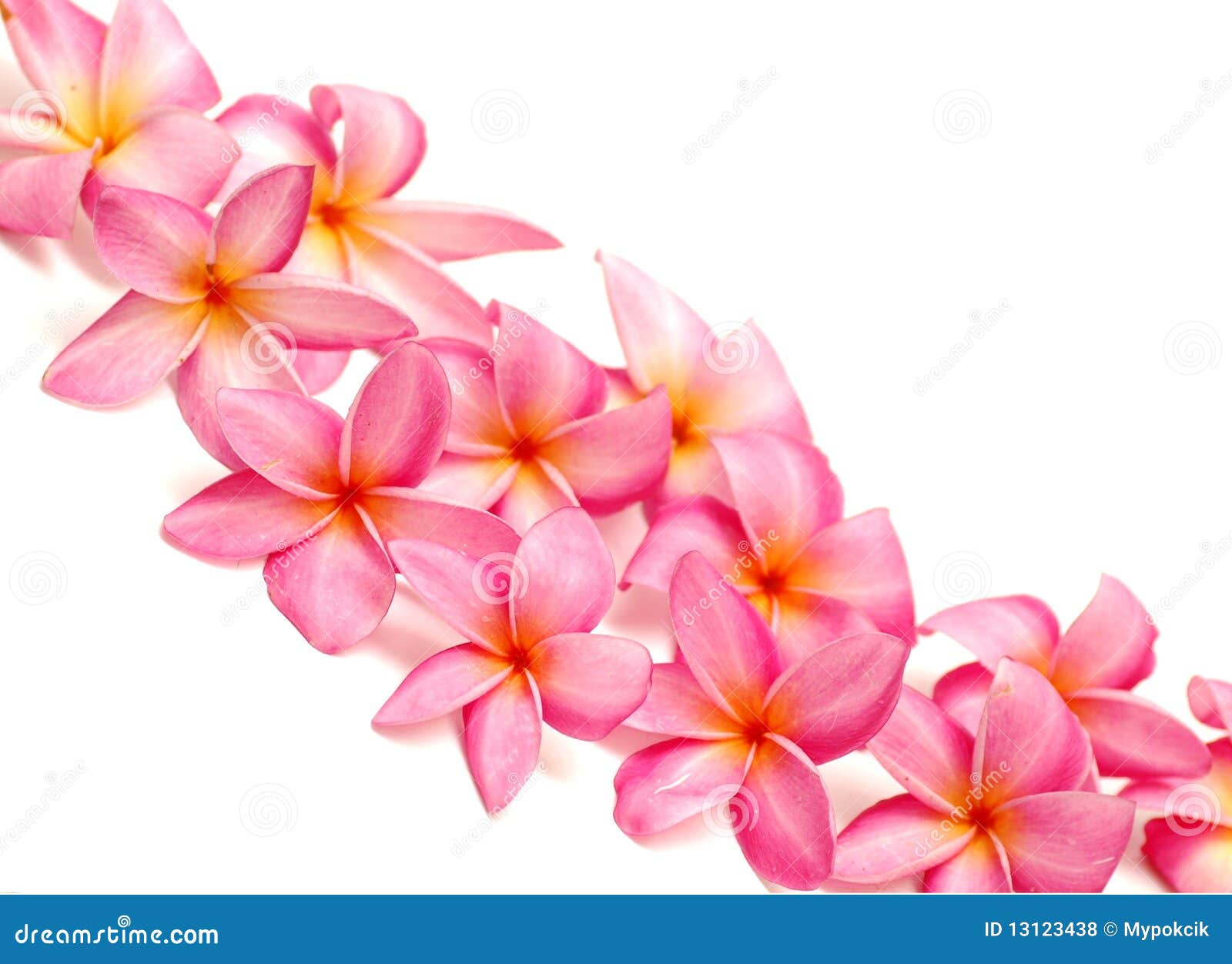 Pink Frangipani for border stock photo. Image of park - 13123438