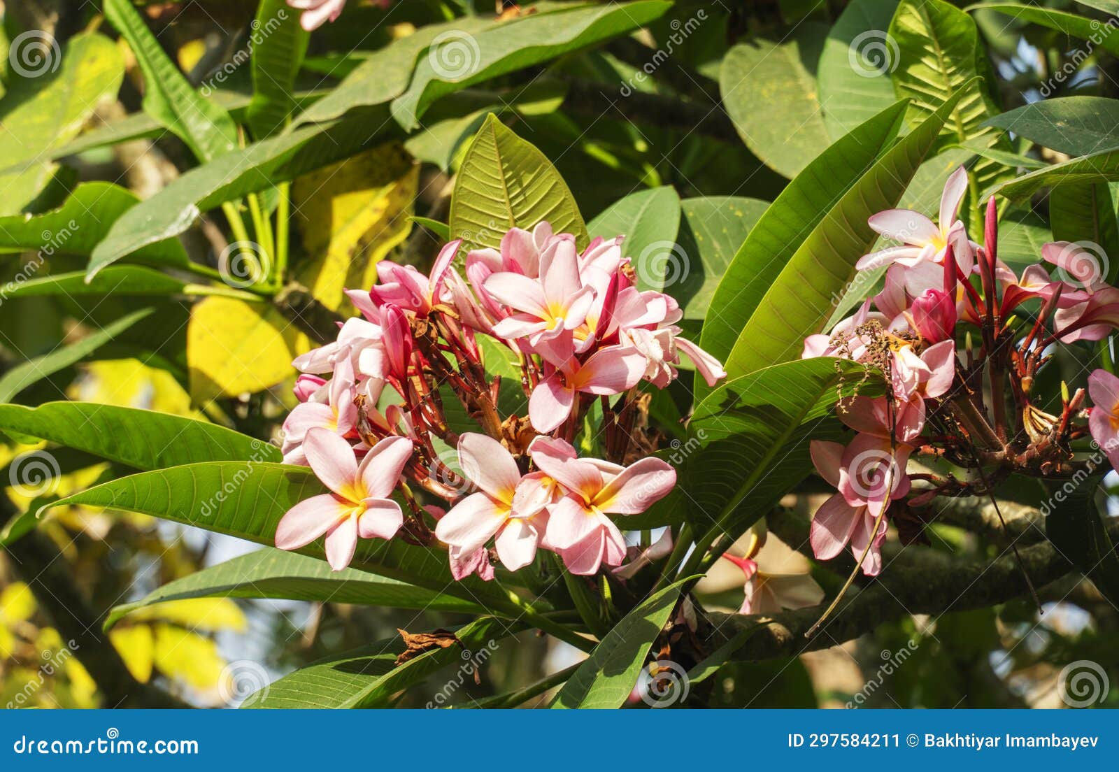 Pink Frangipani Flower Blooming on Tree with Blue Sky Background Stock ...