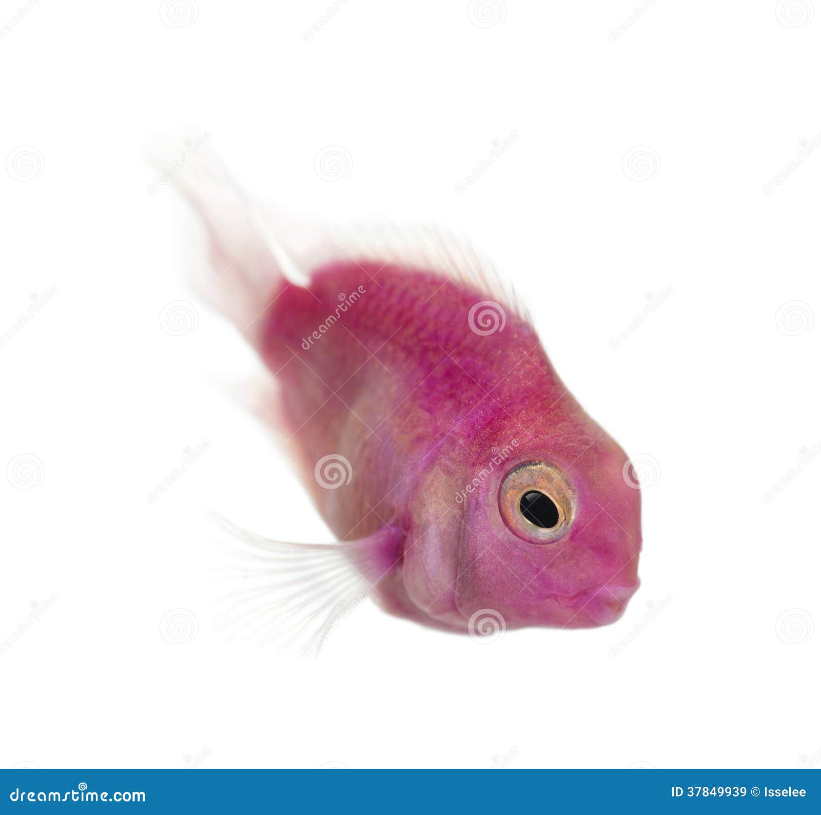 Pink Pet Fish