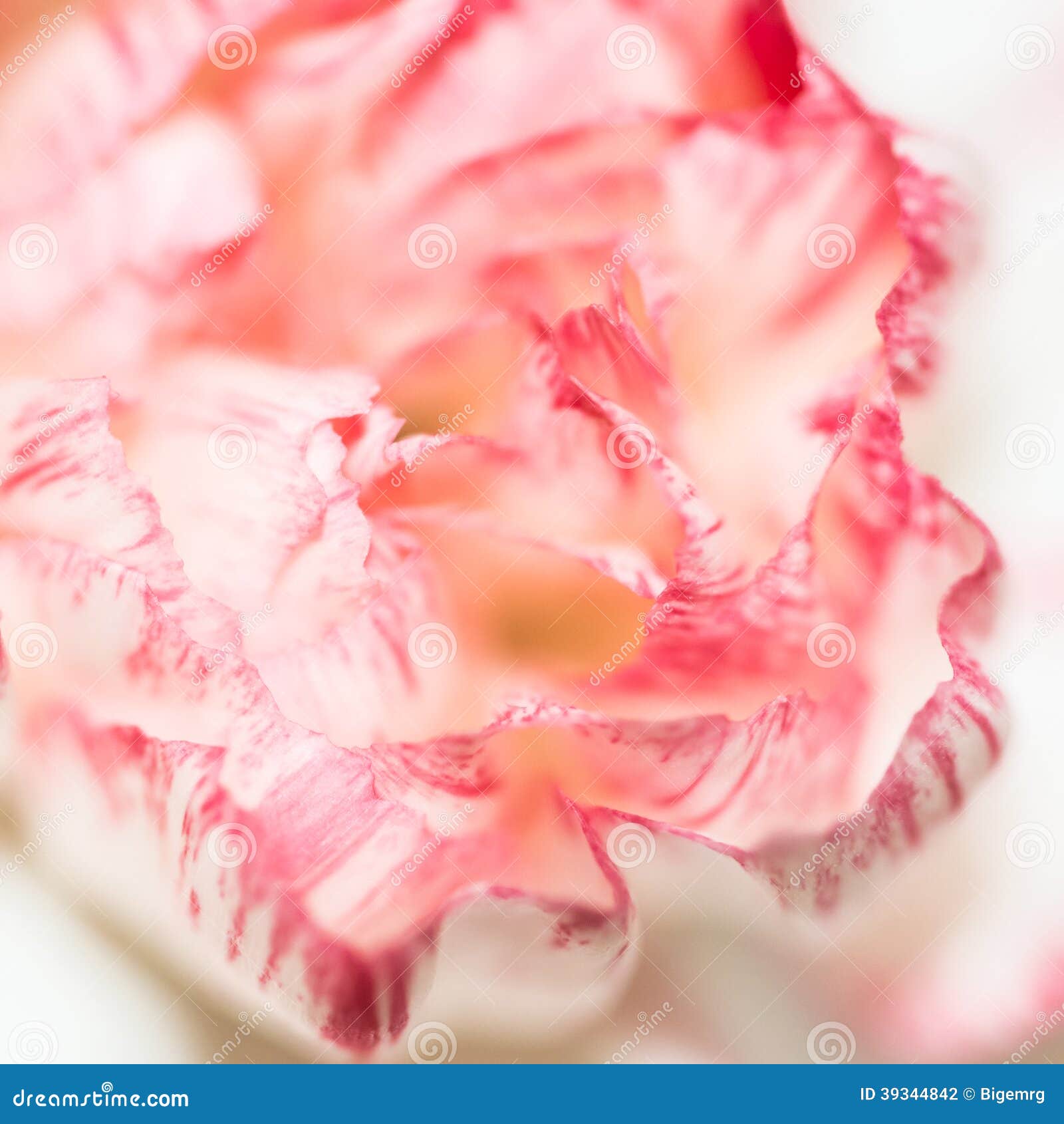 Pink and Frilly stock photo. Image of bloom, flora, carnation - 39344842