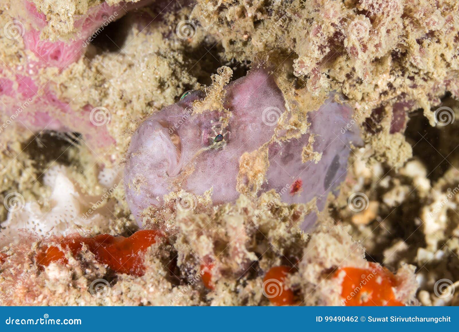 The Pink Frogfish stock photo. Image of diving, ocean - 99490462