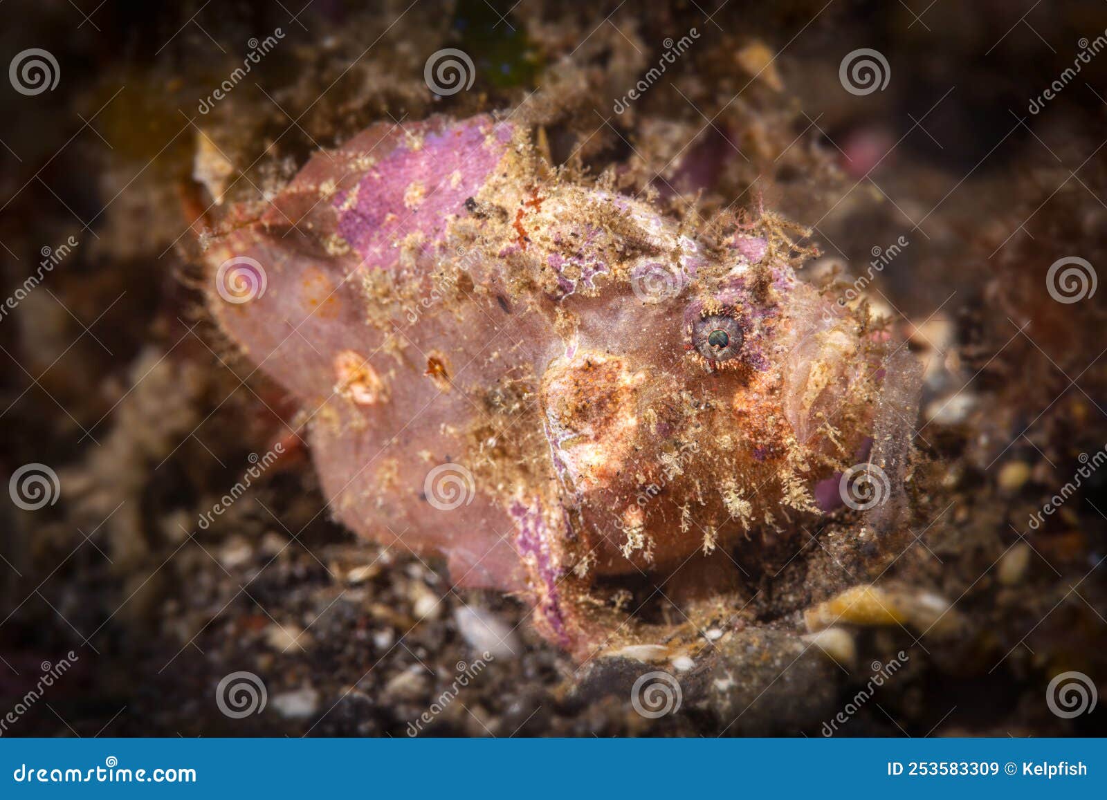 Pink frogfish stock image. Image of light, indonesia - 253583309