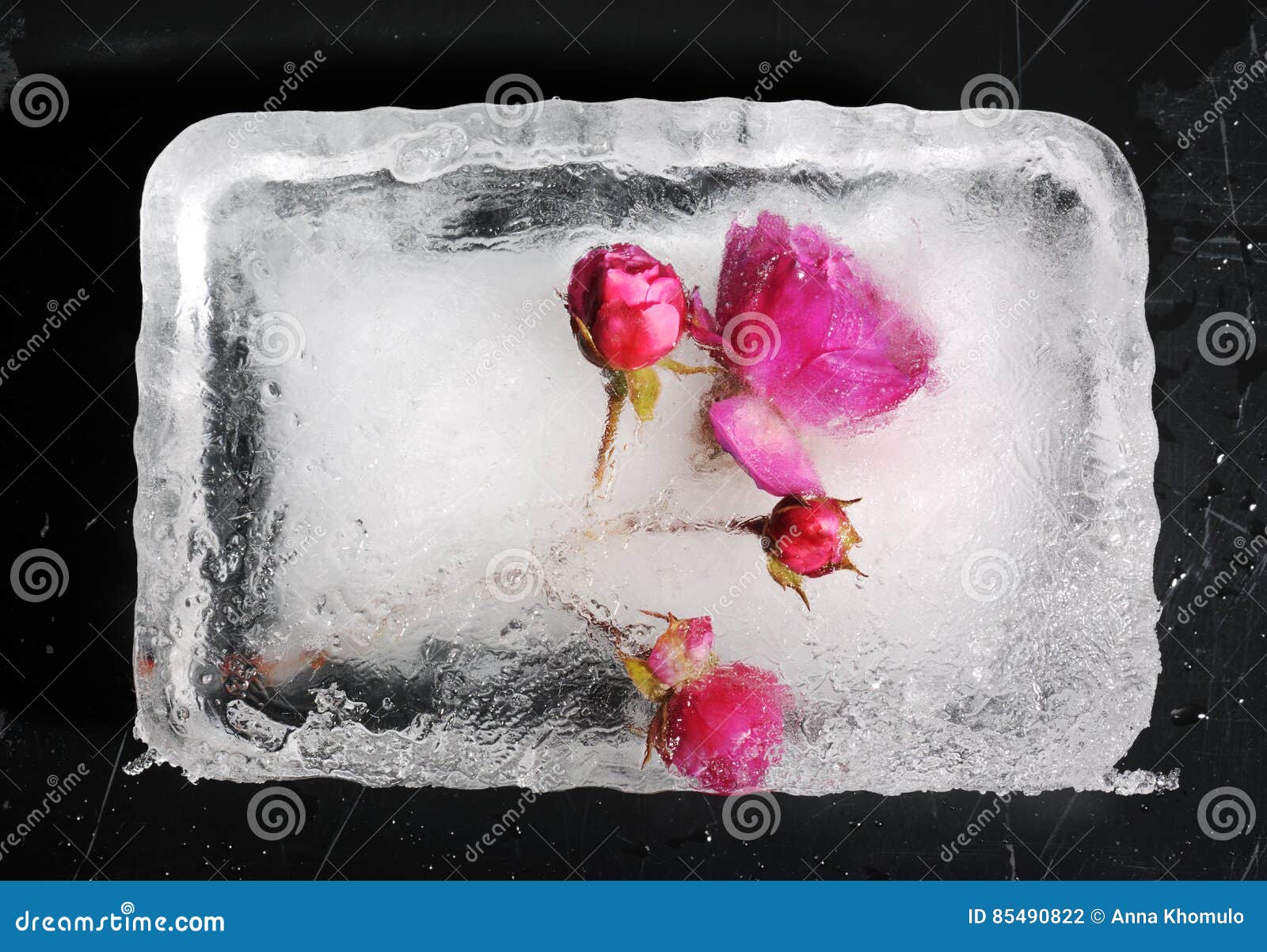 Pink frozen rose stock photo. Image of blossom, concept - 85490822