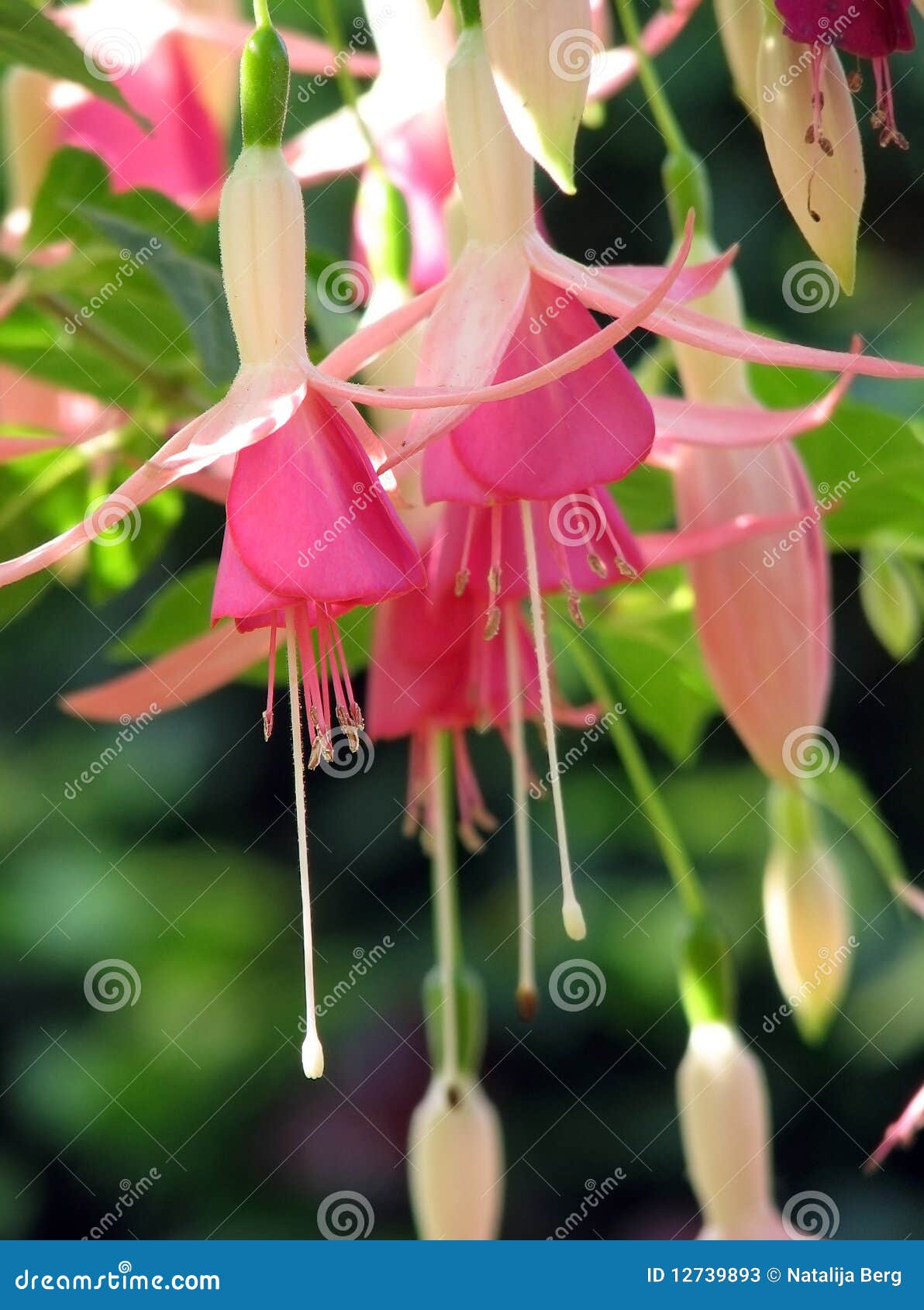 Pink fuchsia stock image. Image of summer, botany, leaf - 12739893