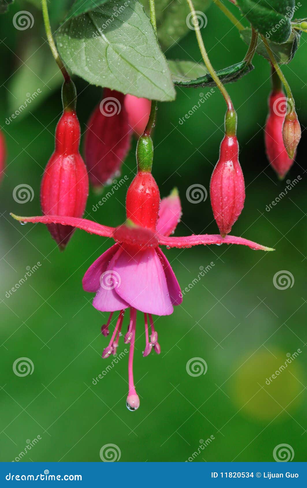 Pink Fuchsia Bougainvillea Background Or Wallpaper Royalty-Free Stock ...