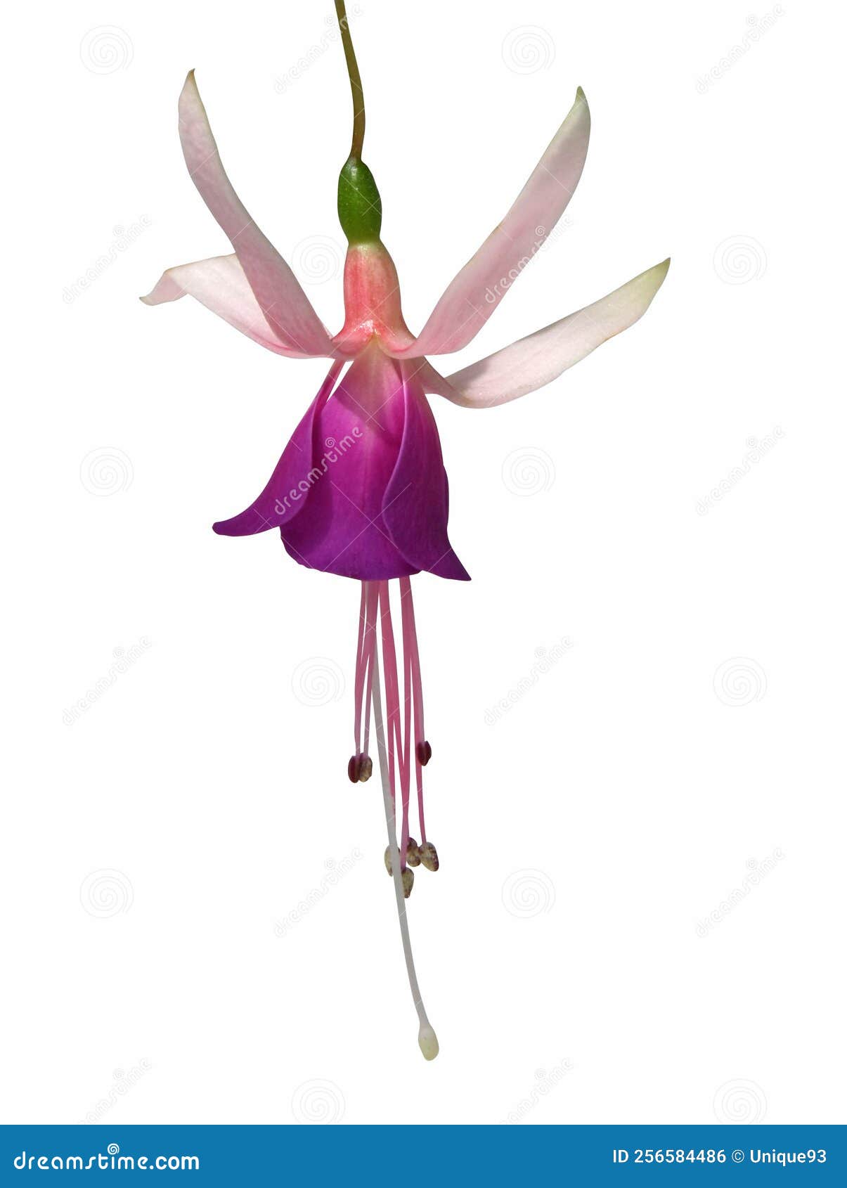 Pink Fuchsia flower stock photo. Image of white, clipping - 256584486
