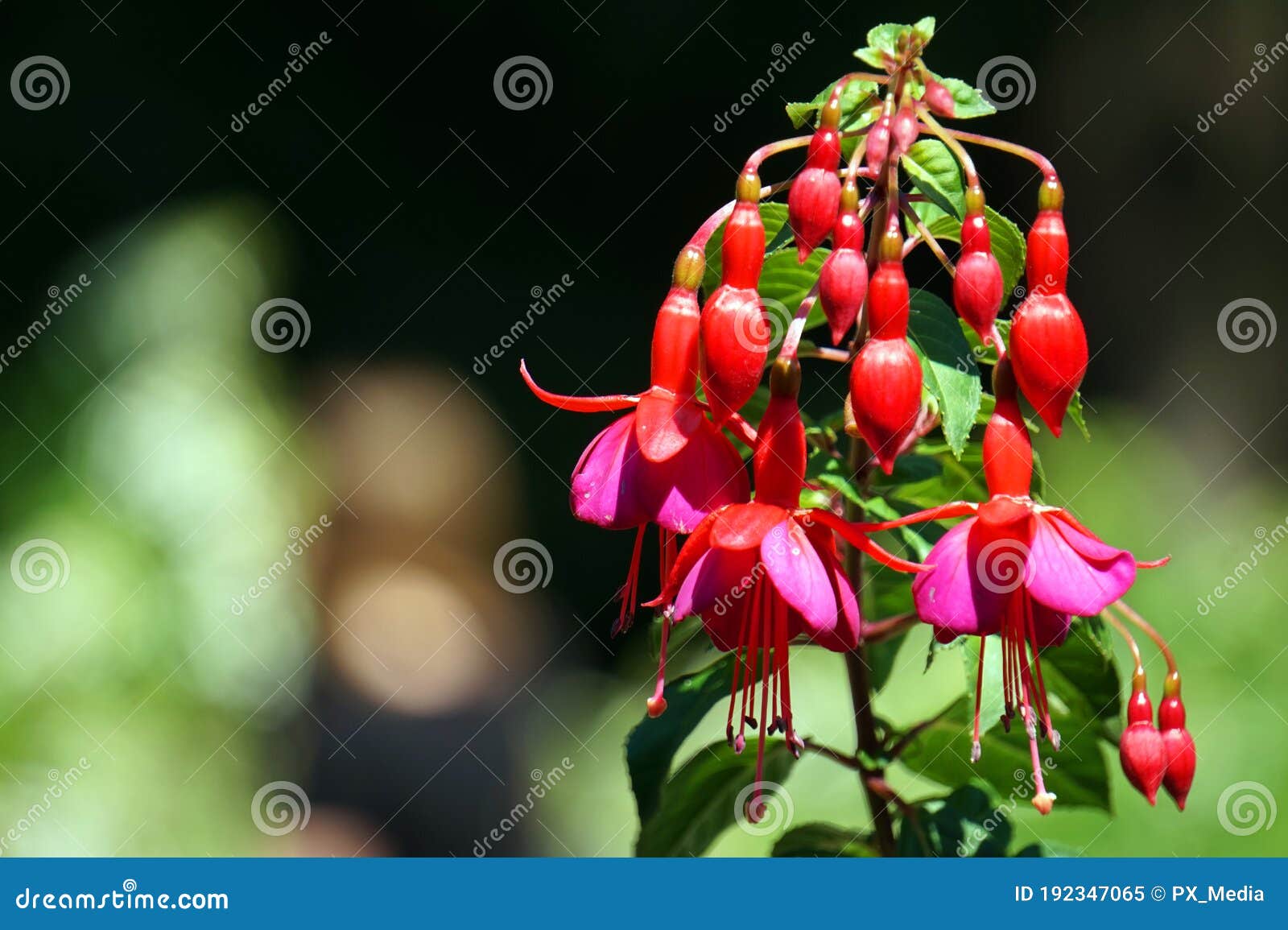 Pink Fuchsia Flowers in Garden Stock Image - Image of pink, selective ...