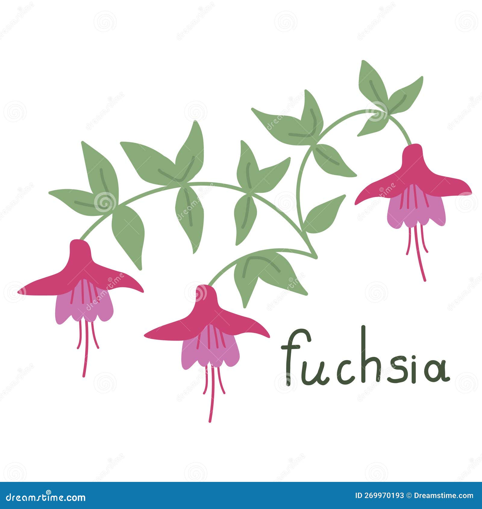 Pink fuchsia illustration stock vector. Illustration of fuchsia - 269970193