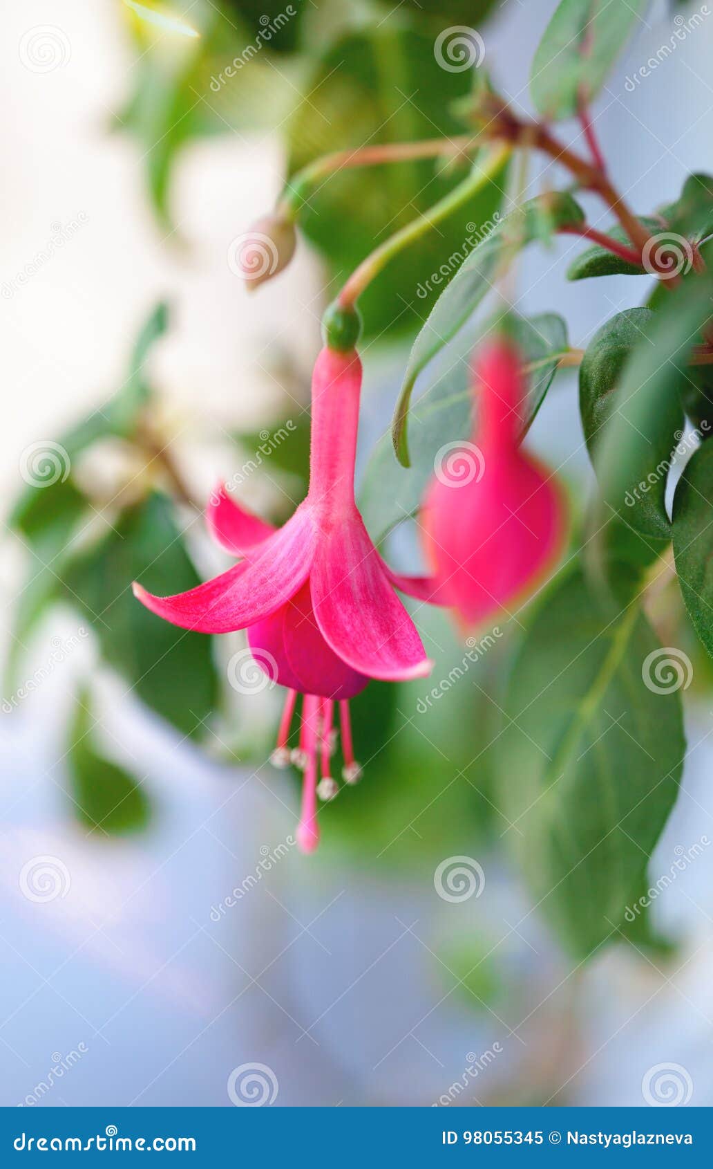 Pink fuchsia stock image. Image of filled, flower, aroma - 98055345