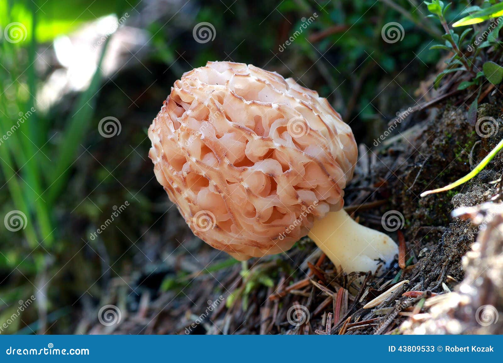 Pink fungi mushorooms stock image. Image of delishes - 43809533