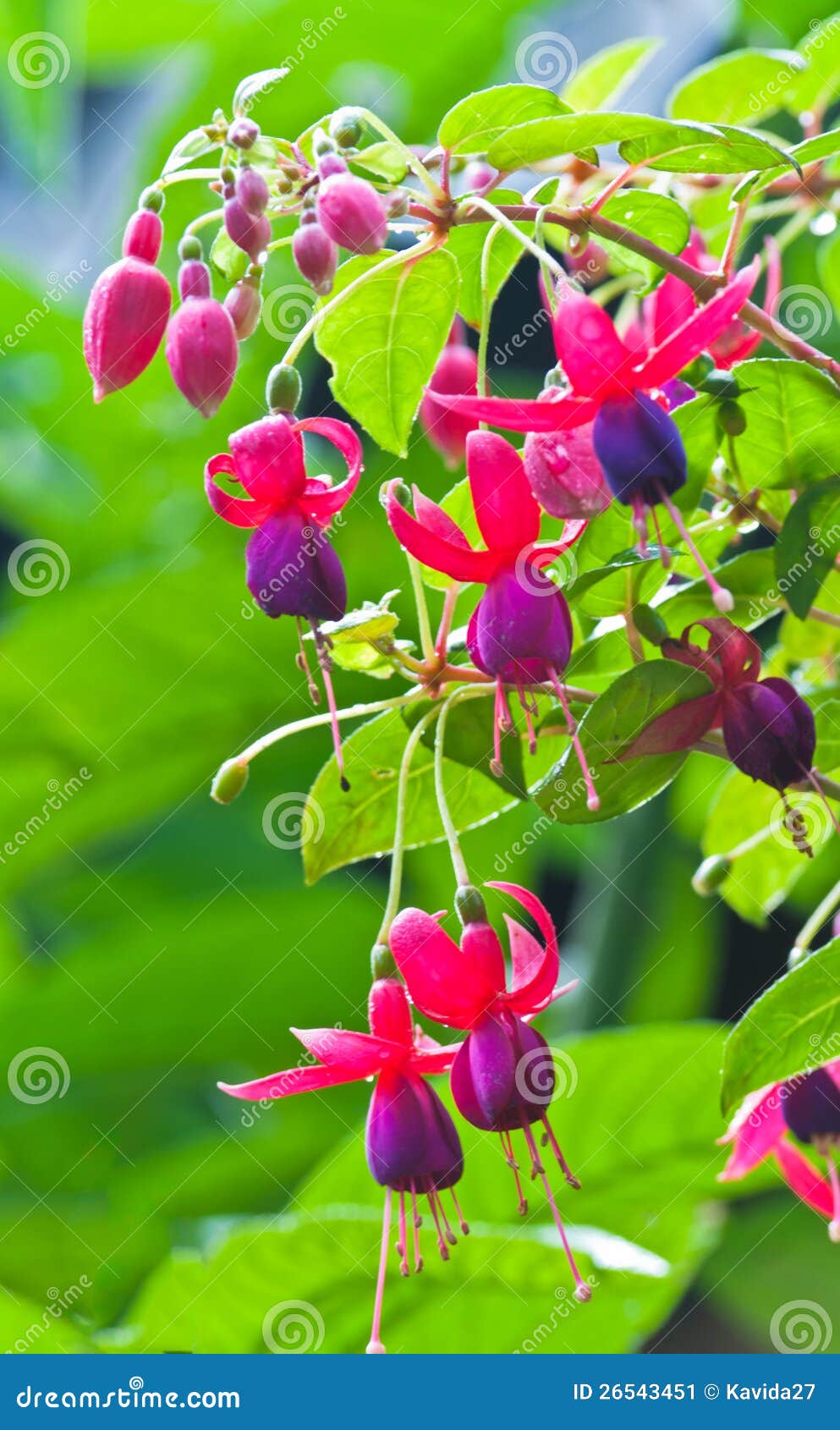 Pink Fuschia Flower with Water Drops . Stock Image - Image of droplets ...