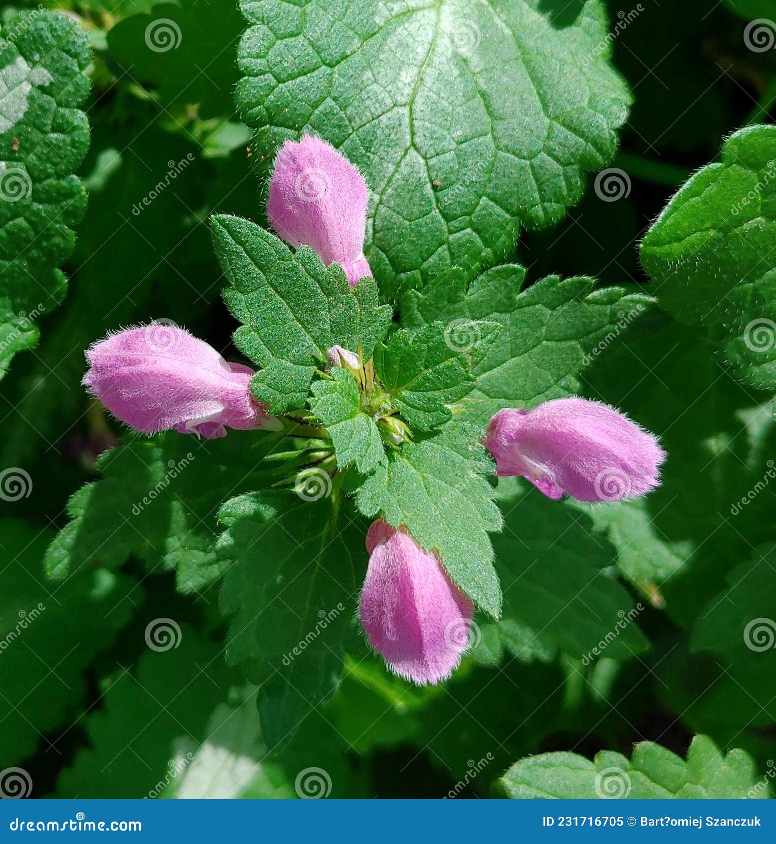 Pink Fuzz stock image. Image of buds, ligh, pink, nature - 231716705