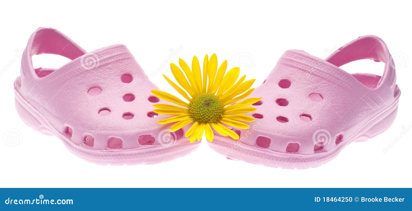 Pink Garden Clogs with Daisy Stock Photo - Image of vibrant, pink: 18464250