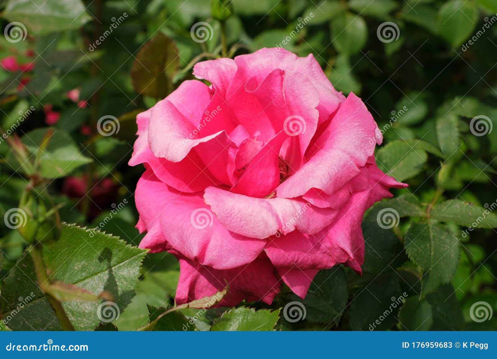 Blooming Pink Garden Rose in Spring Stock Image - Image of cultivated ...