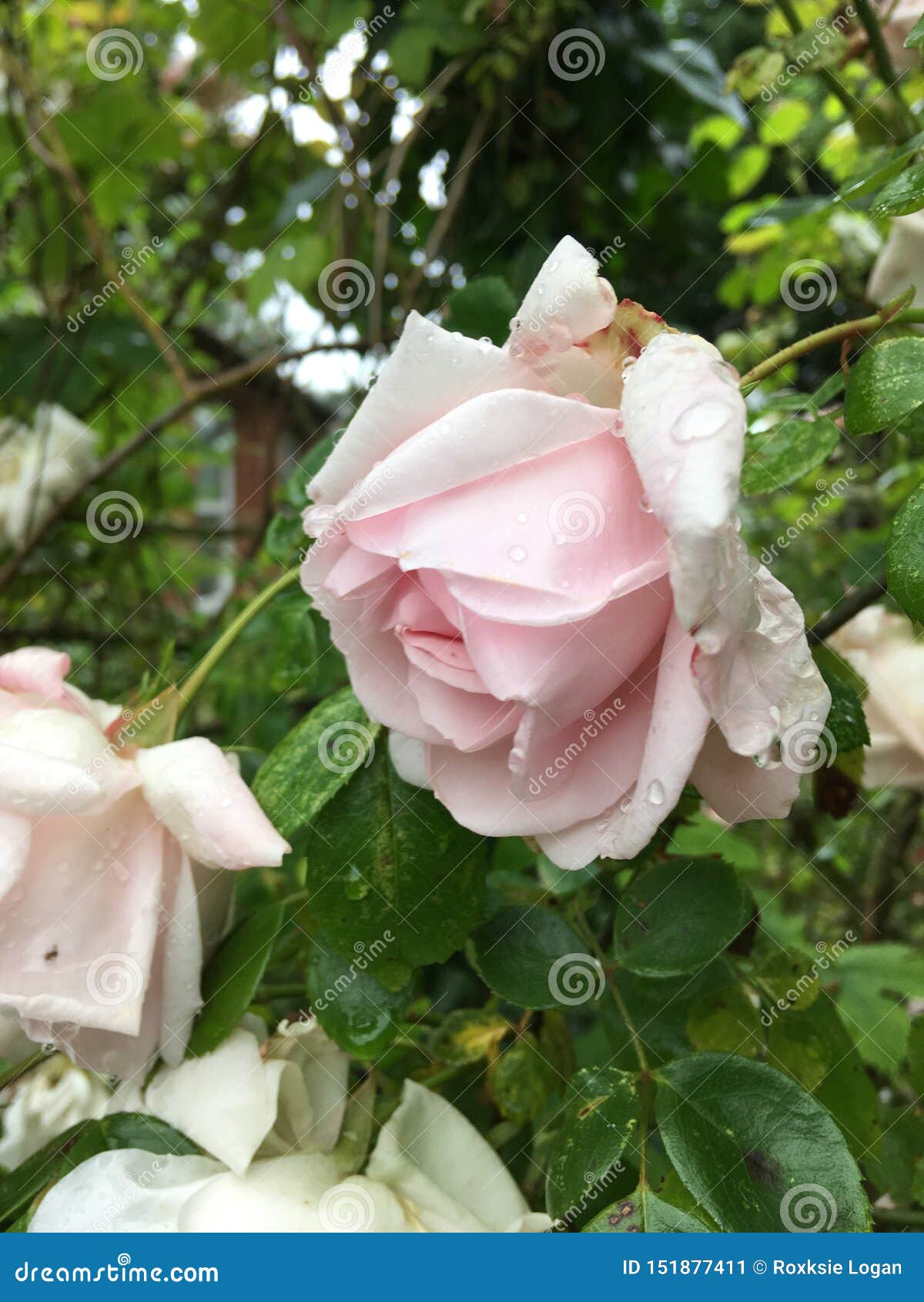 A pink garden rose stock image. Image of rose, garden - 151877411