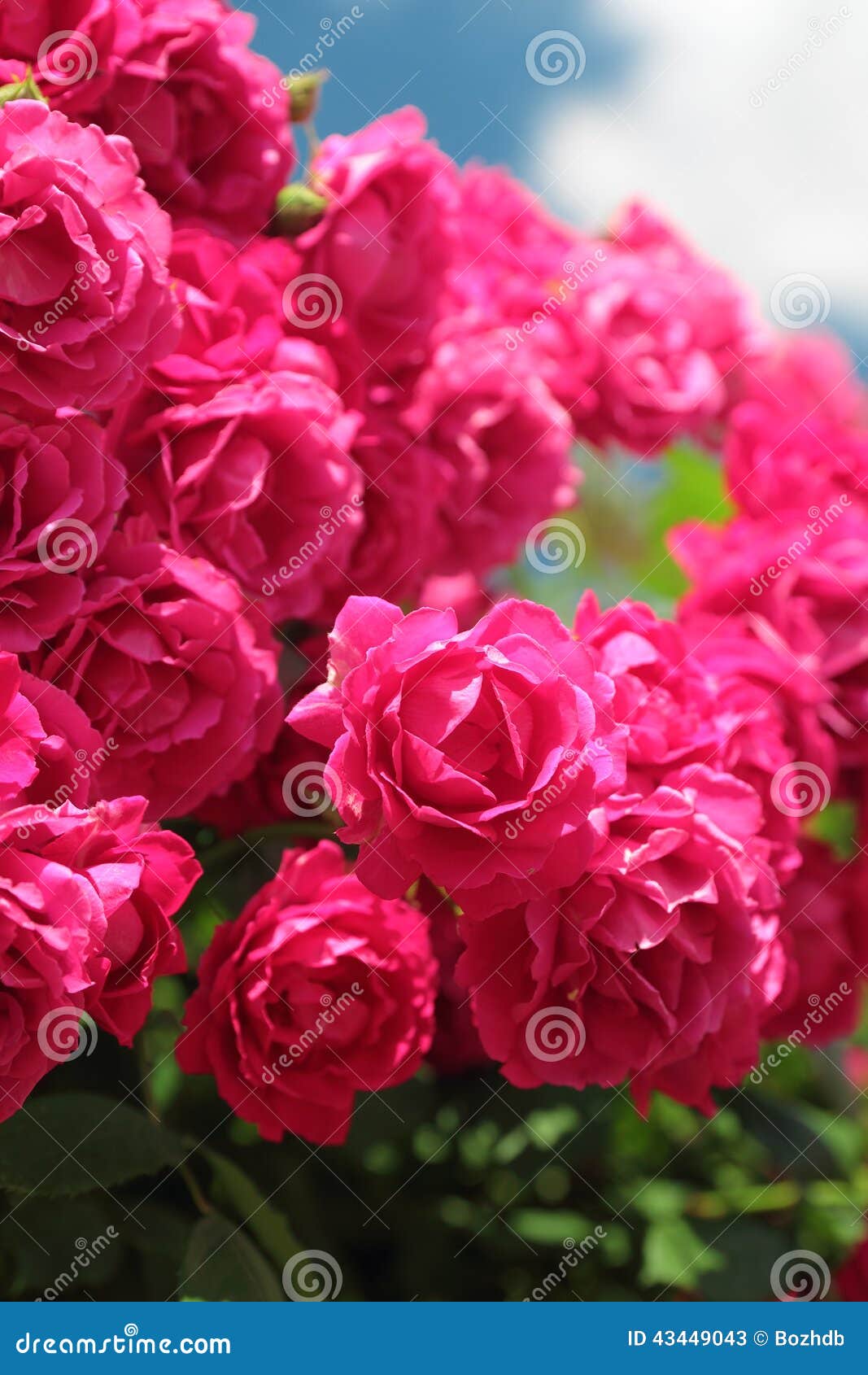 Pink garden roses stock image. Image of color, beauty - 43449043