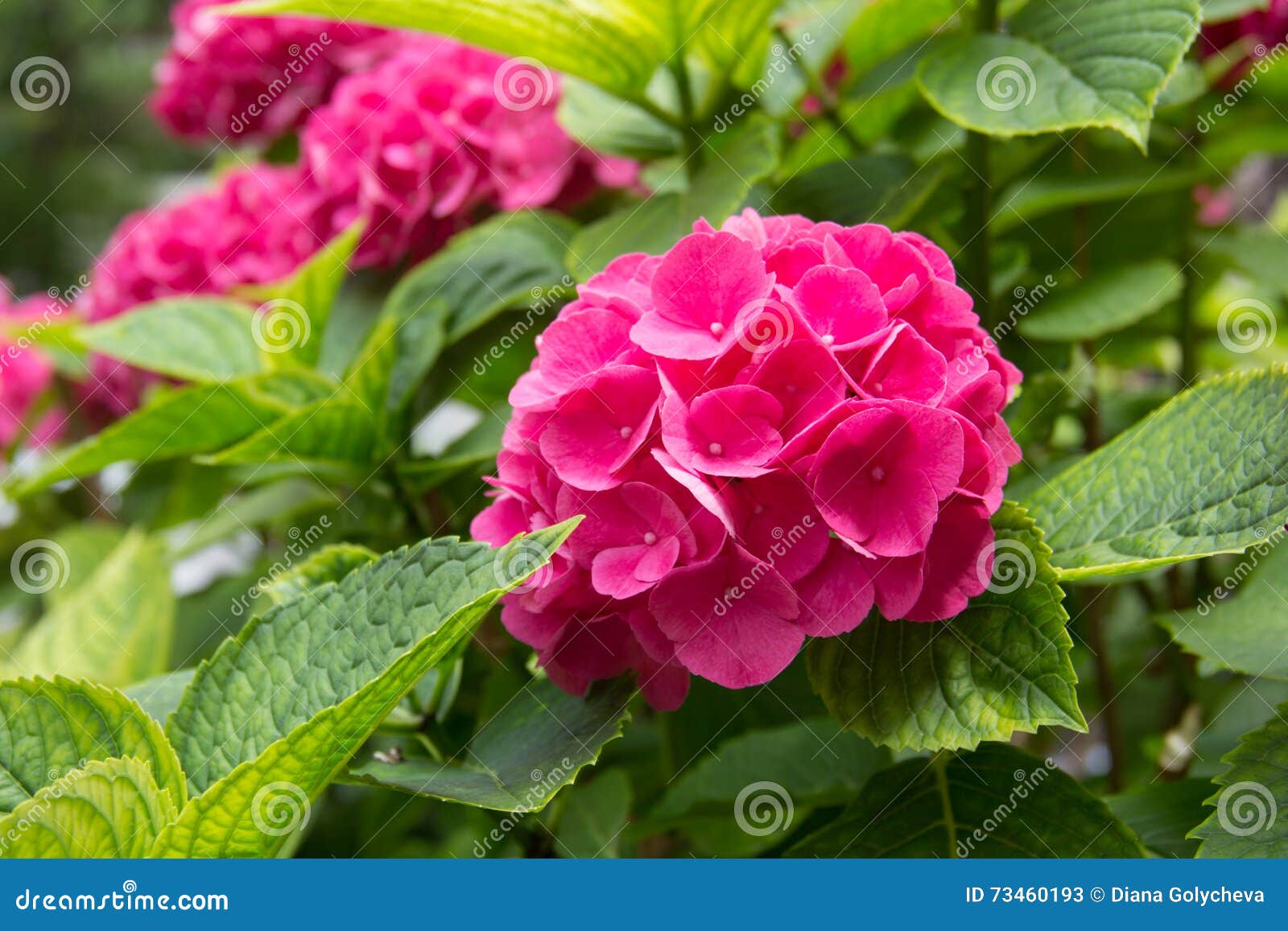 Pink gardenia stock image. Image of flower, beauty, bloom - 73460193