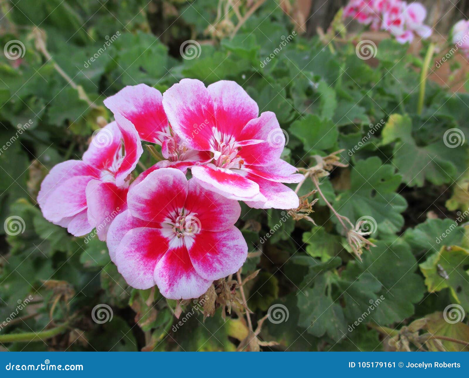 Pink gardenias stock image. Image of pink, leaves, leaf - 105179161